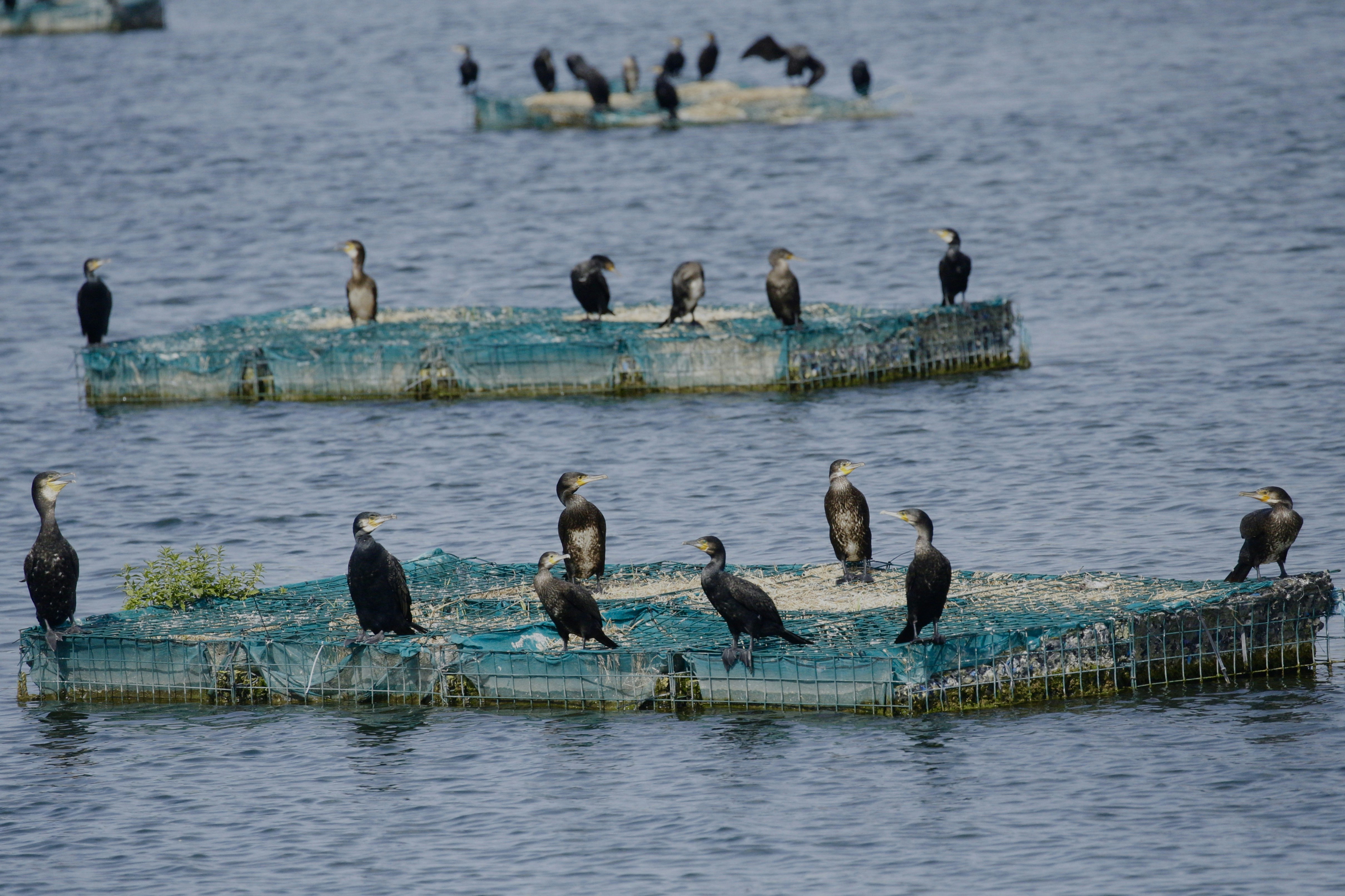 Cormorants on Algae-Capped Cages: A Quiet Sea Roost