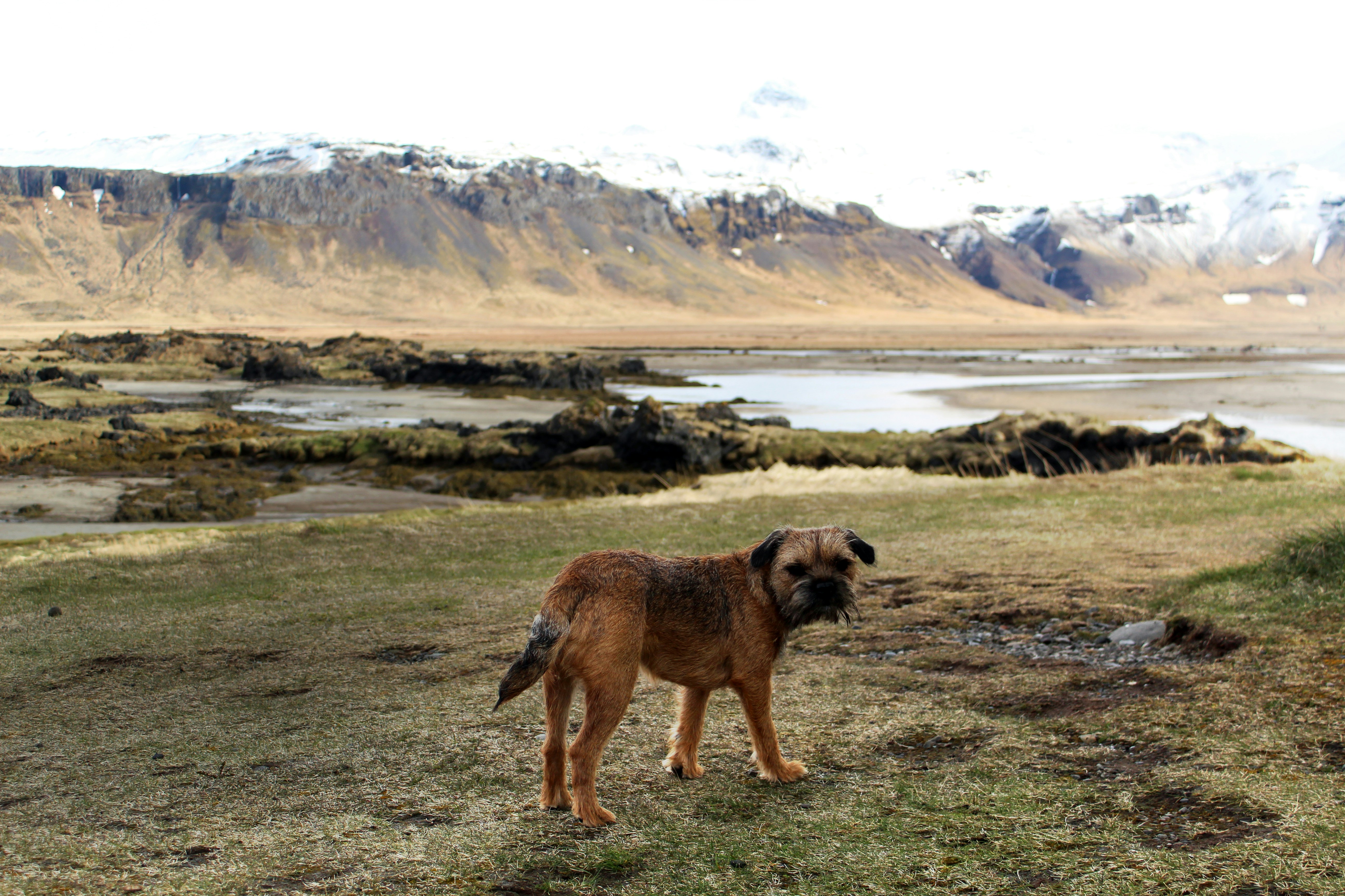 Terrier on a Hushed Icelandic Moor: Brown Stance Before Snow-Capped Peaks