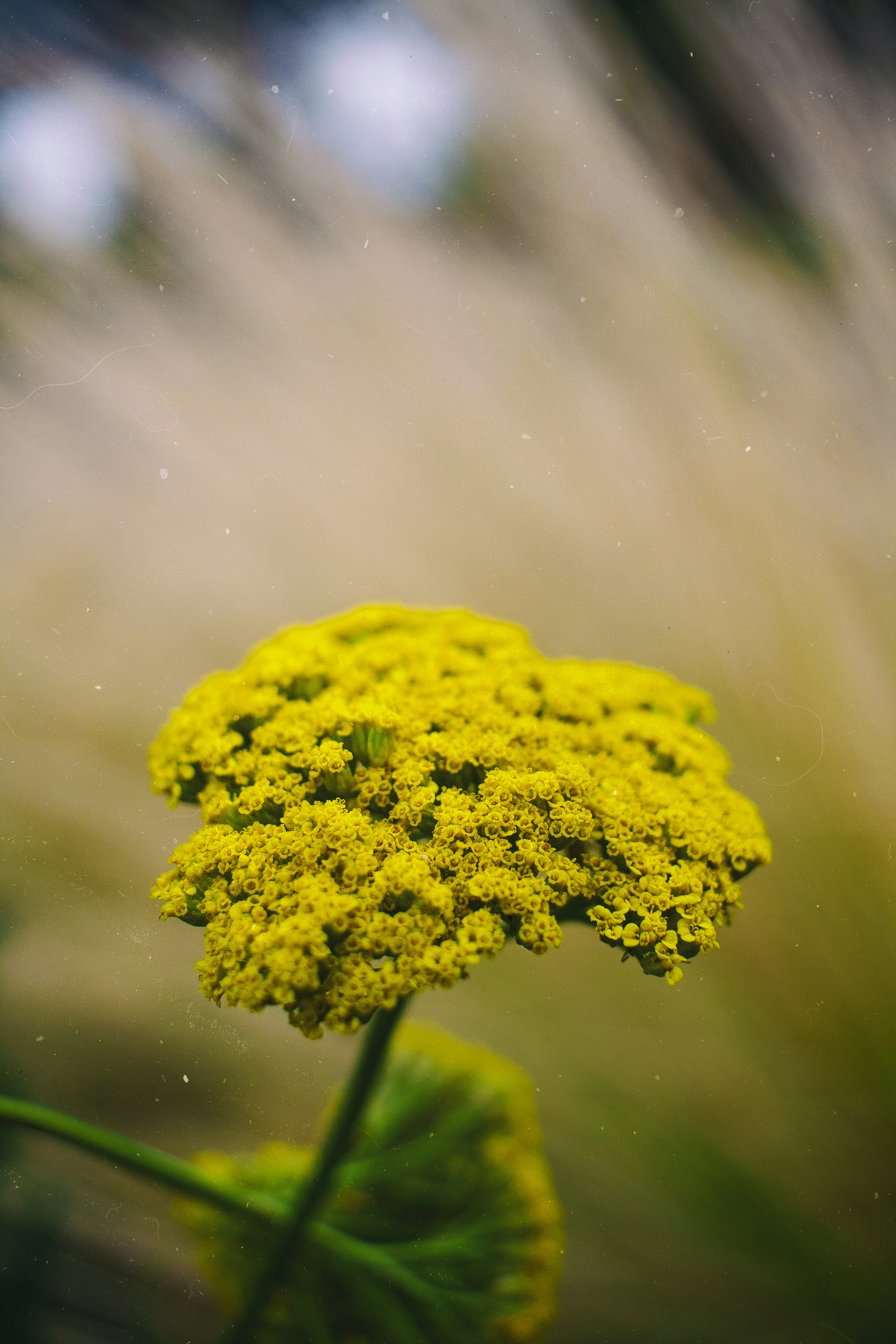 Amber Yarrow Crown in Velvet Bokeh