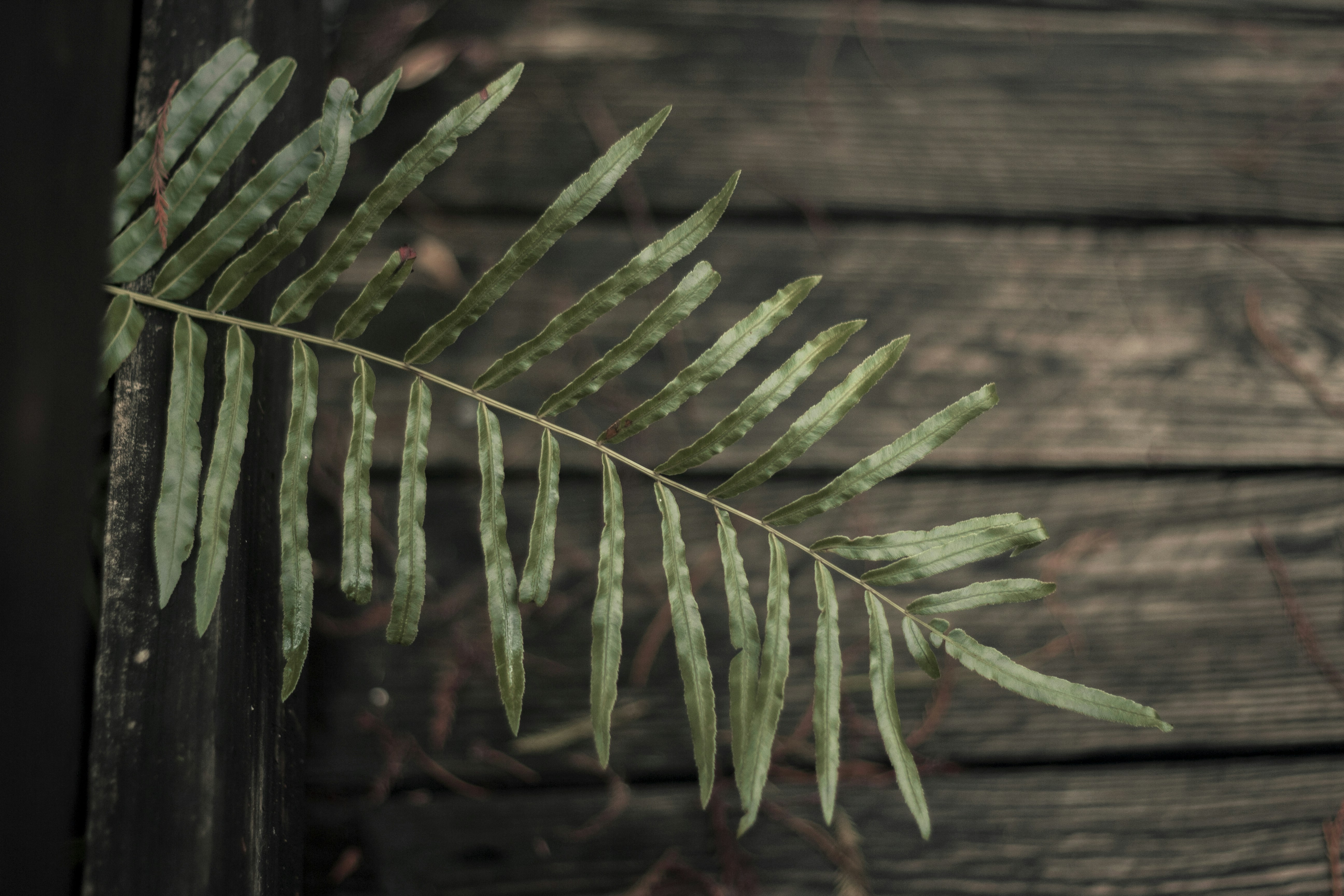 Single green fern frond resting on aged wooden planks.