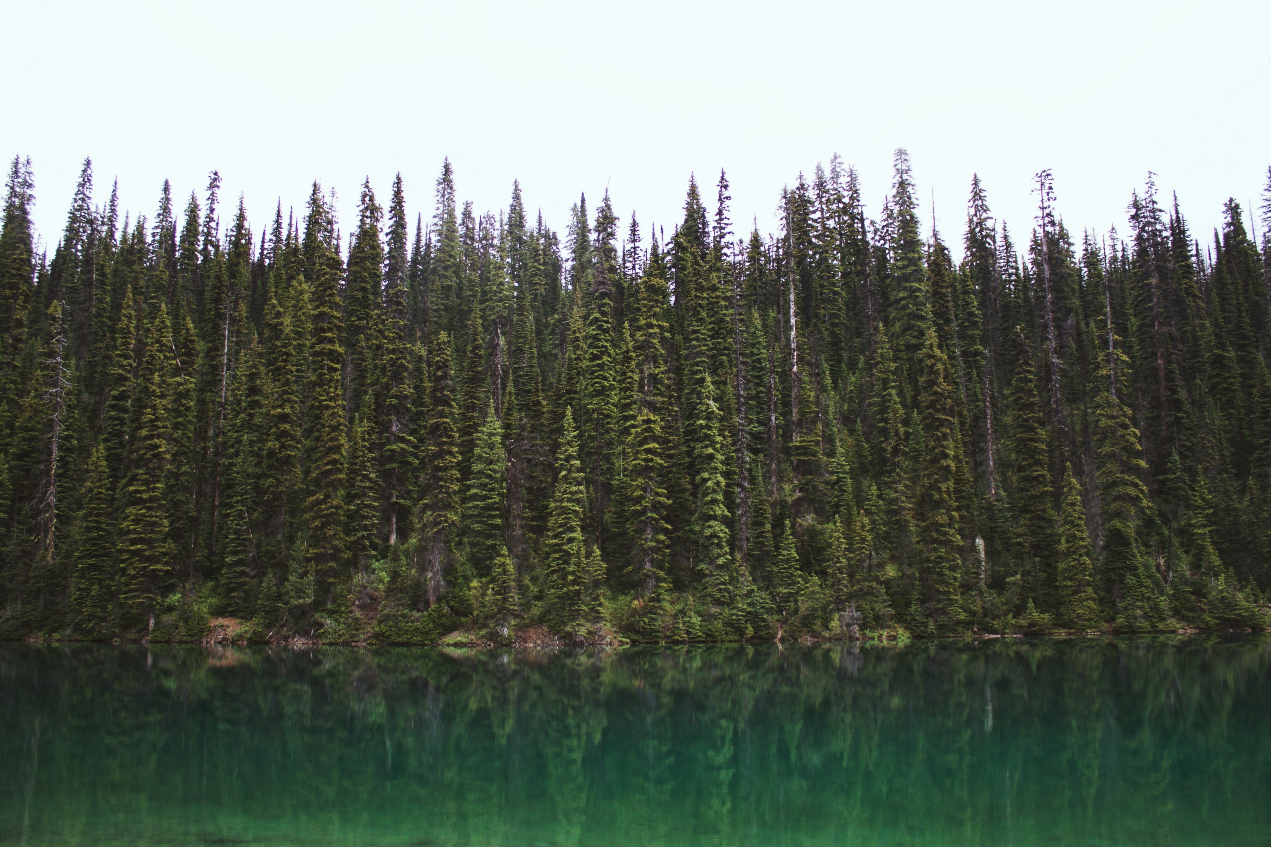 The emerald water of yoho lake | green pine trees beside body of water