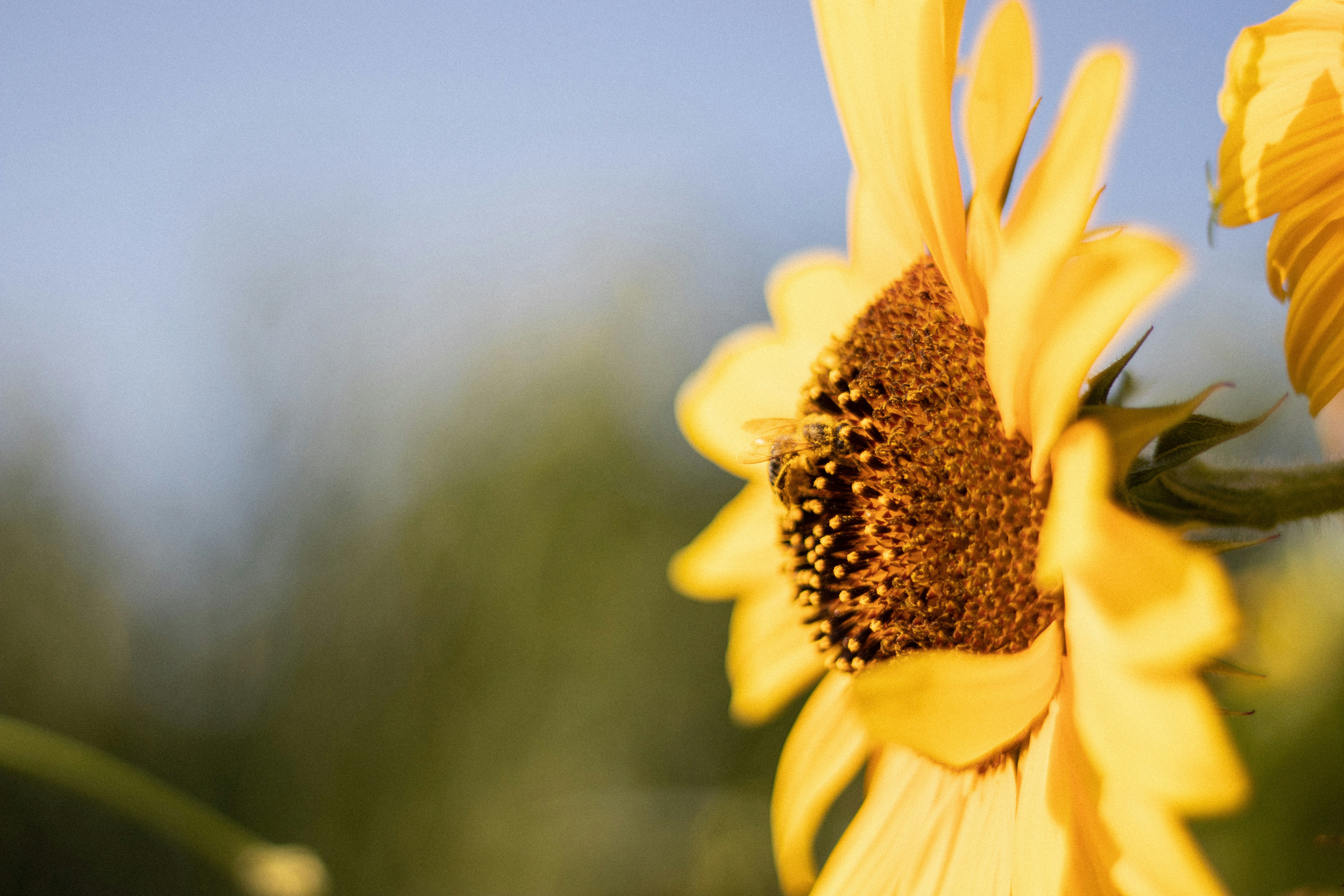 Sunflower's Gilded Center in Gentle Blur