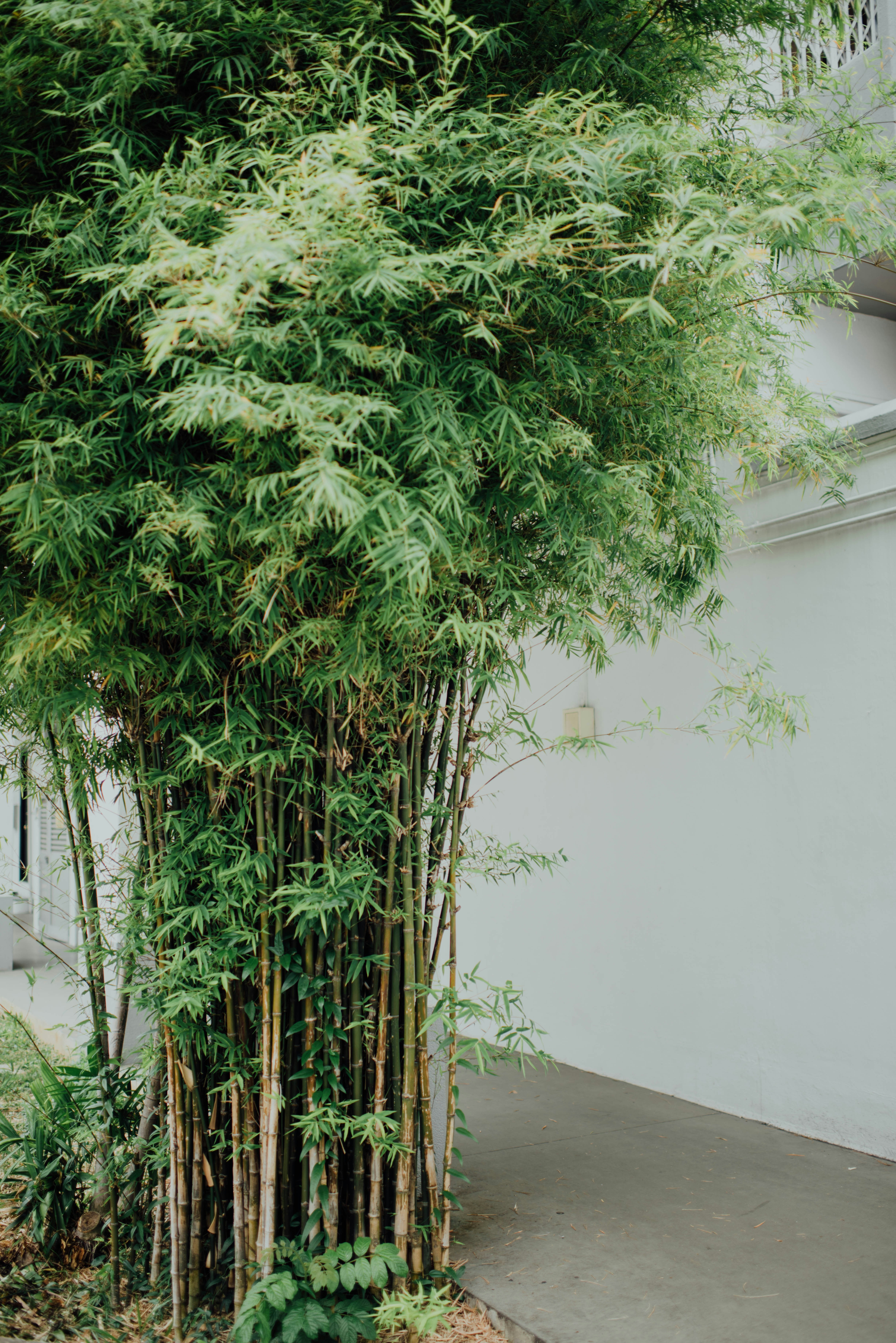 bamboo tree photo – Free Bamboo Image on Unsplash