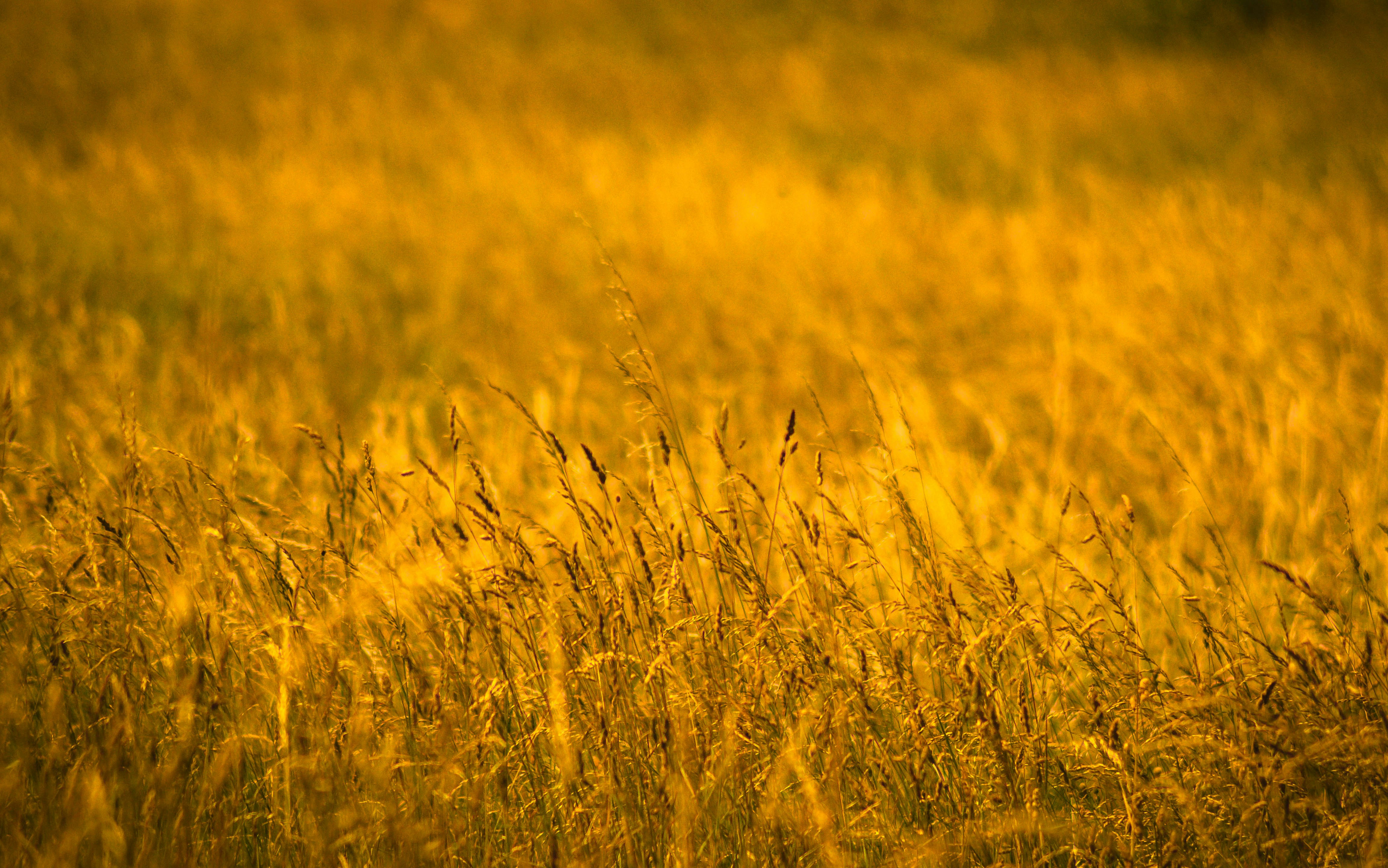 Fields Of GoldClever Visuals