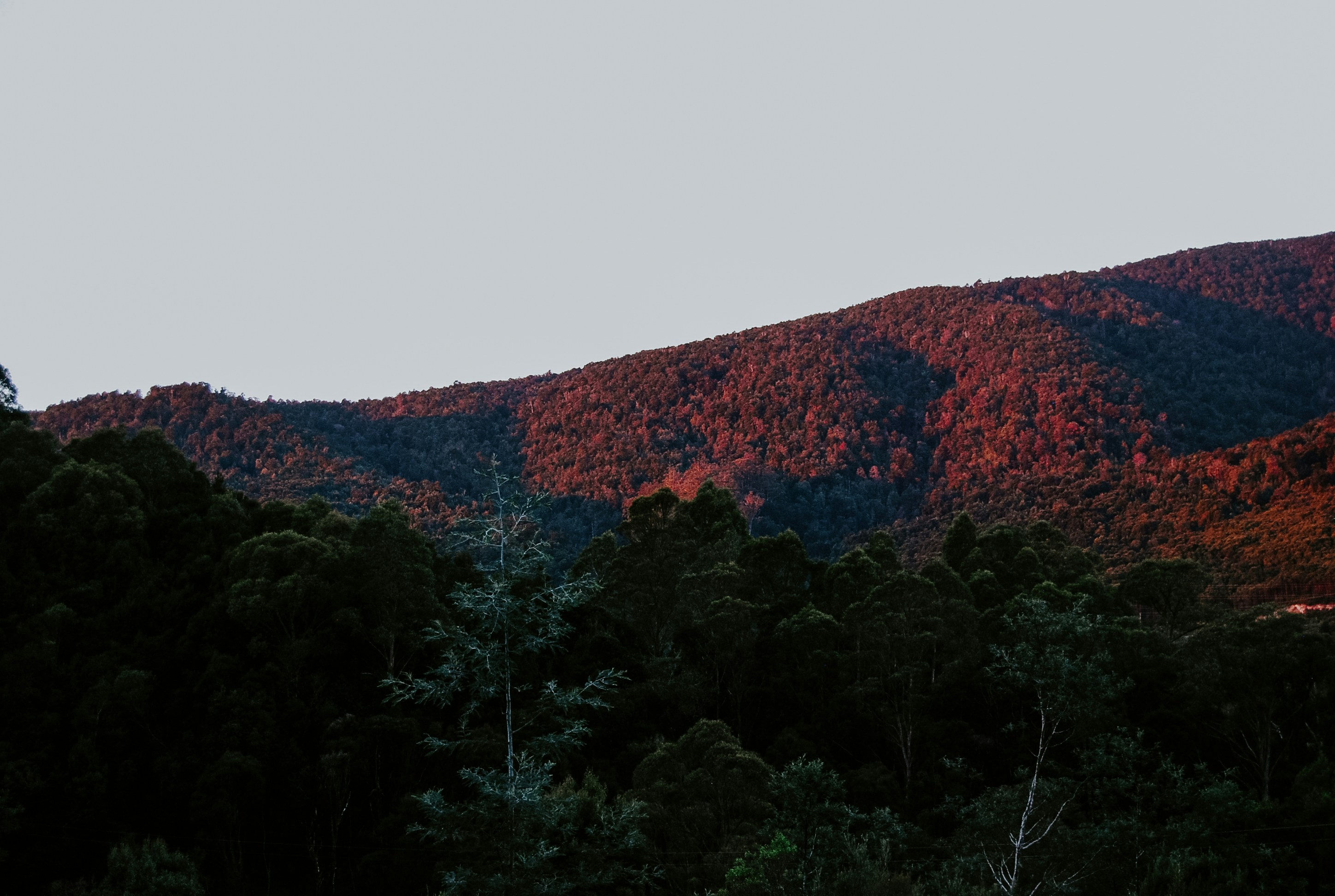 Sunset light illuminating the rugged contours of a mountain range, framed by dense forest below.