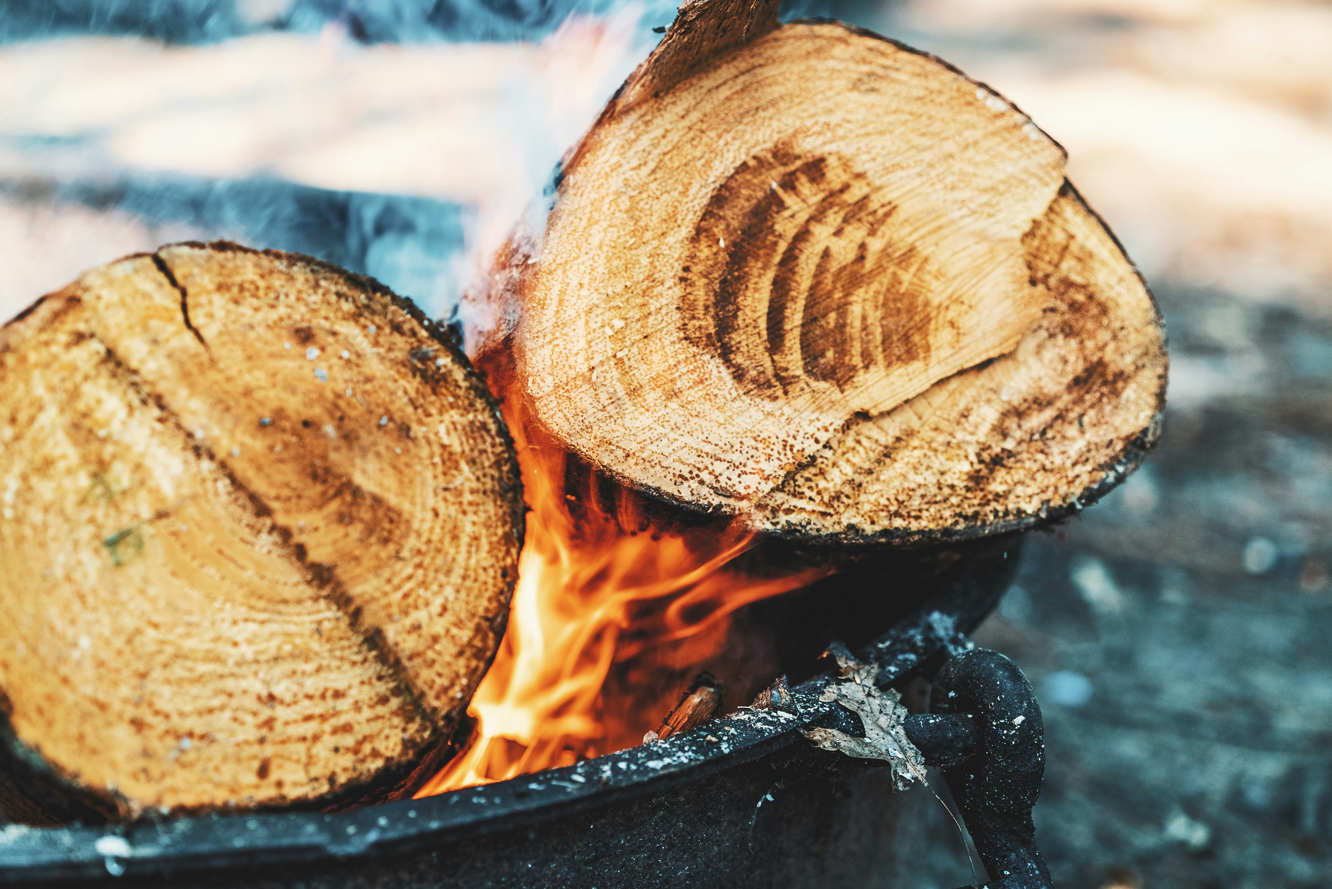 Two brown fire woods photo – Free Black river state forest Image on ...