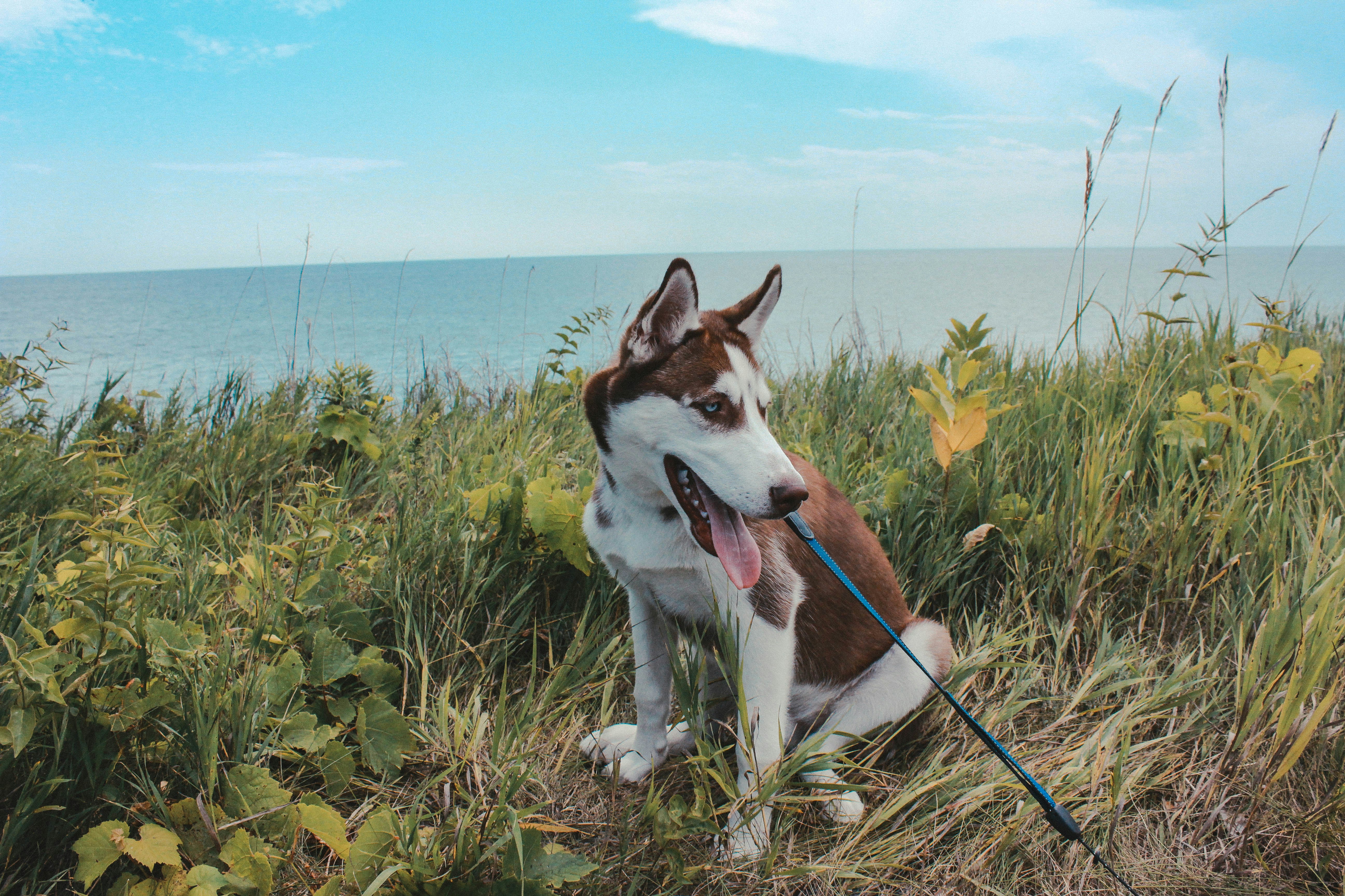 Leashed by the Sea: Husky on a Sunny Dune Walk