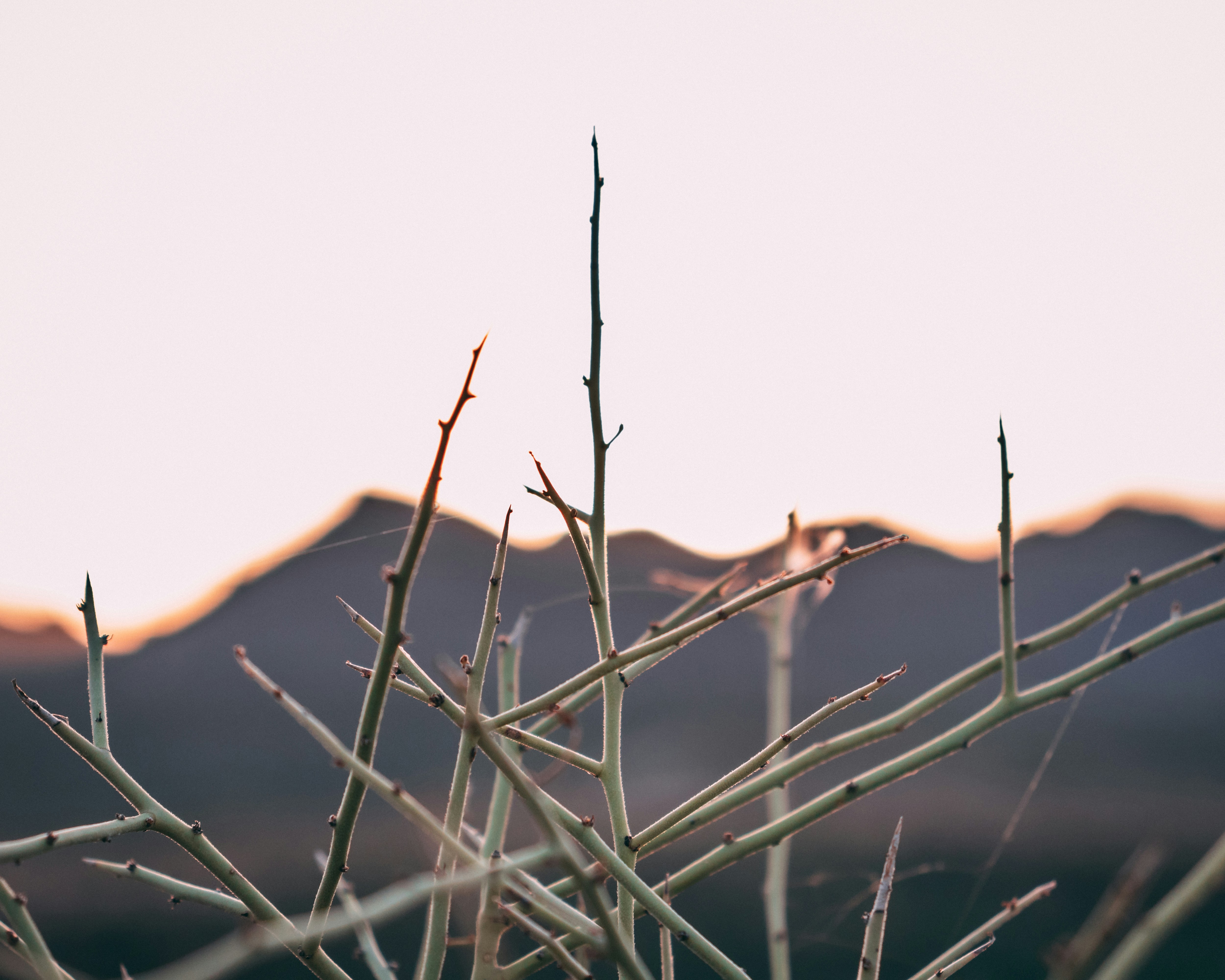 Thorns at Dusk: Framing a Quiet Mountain Sunset