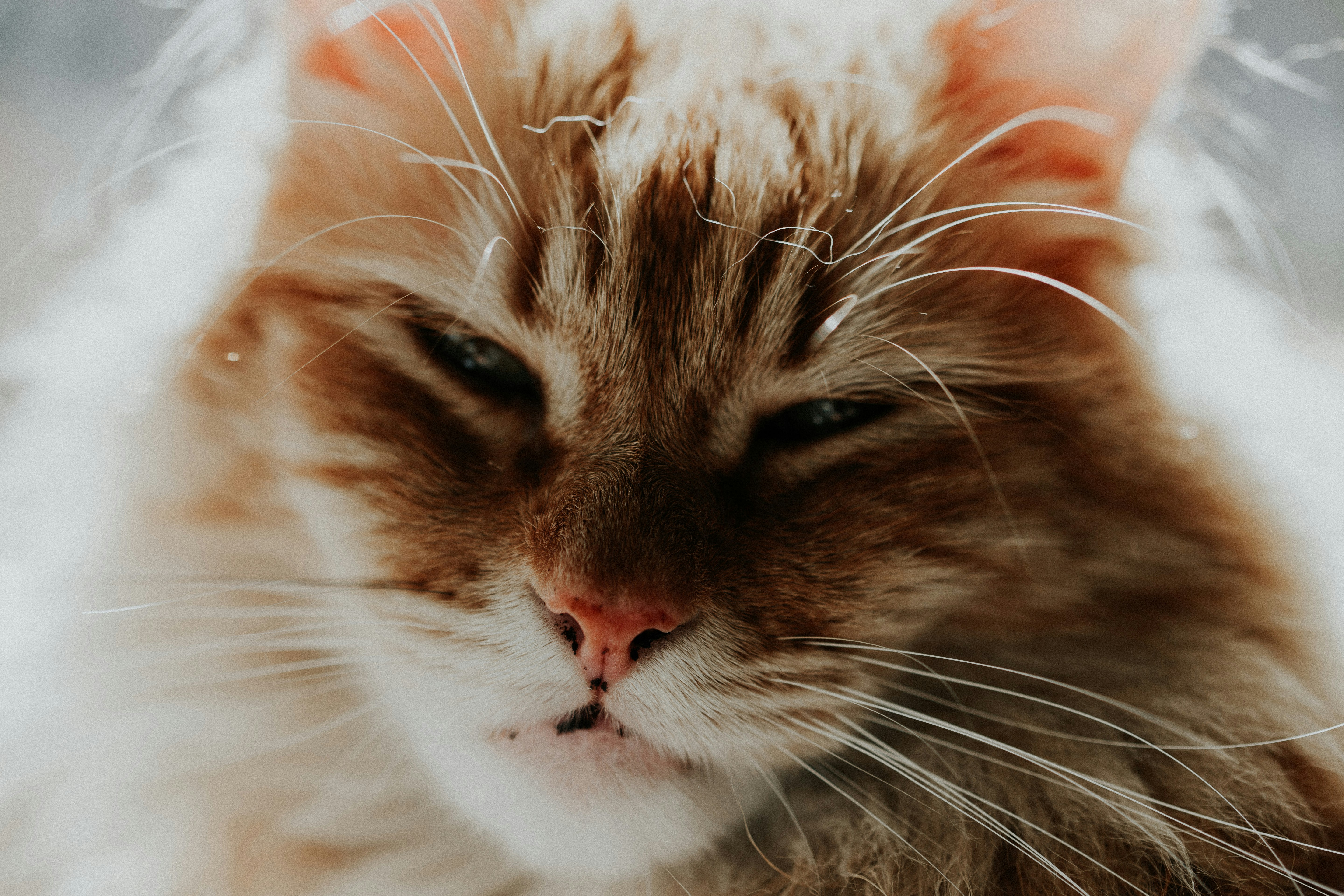 cat | 100+ best free cat, pet, animal and mammal photos on Unsplash