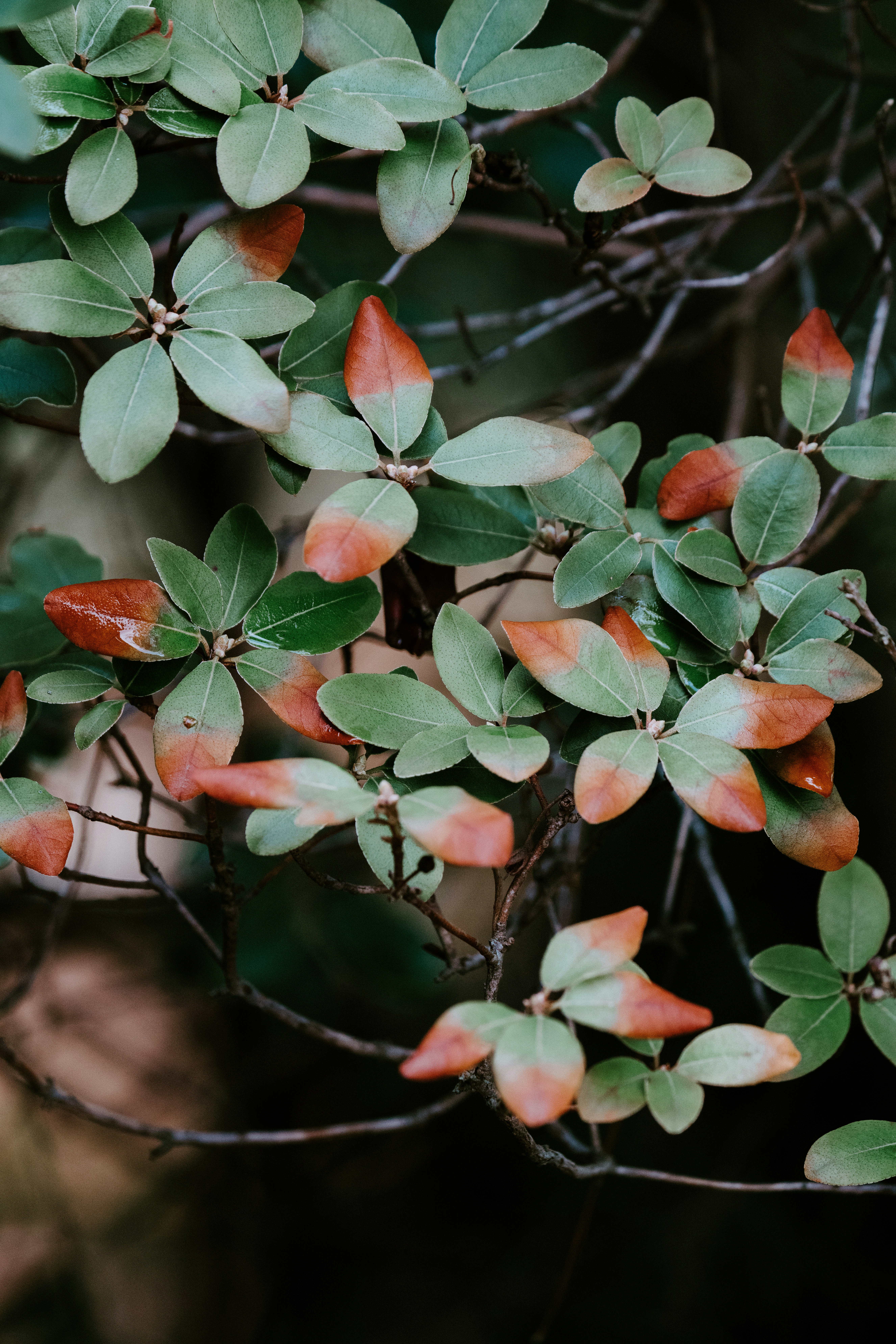 Red-Tipped Leaves Framing a Tangled, Quiet Green Foliage