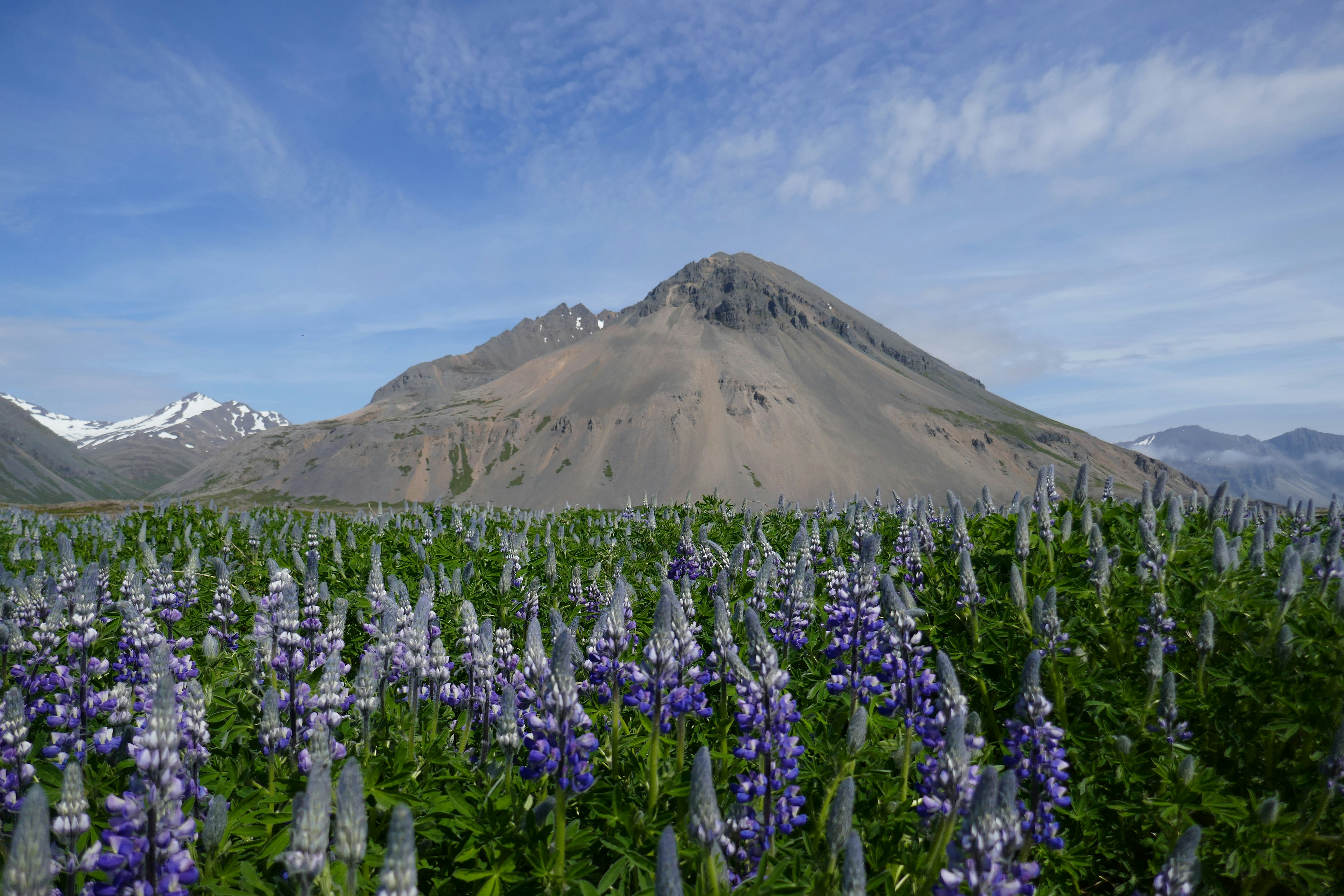 Purple lupines blanket the foreground, leading to a majestic mountain backdrop under a clear blue sky.