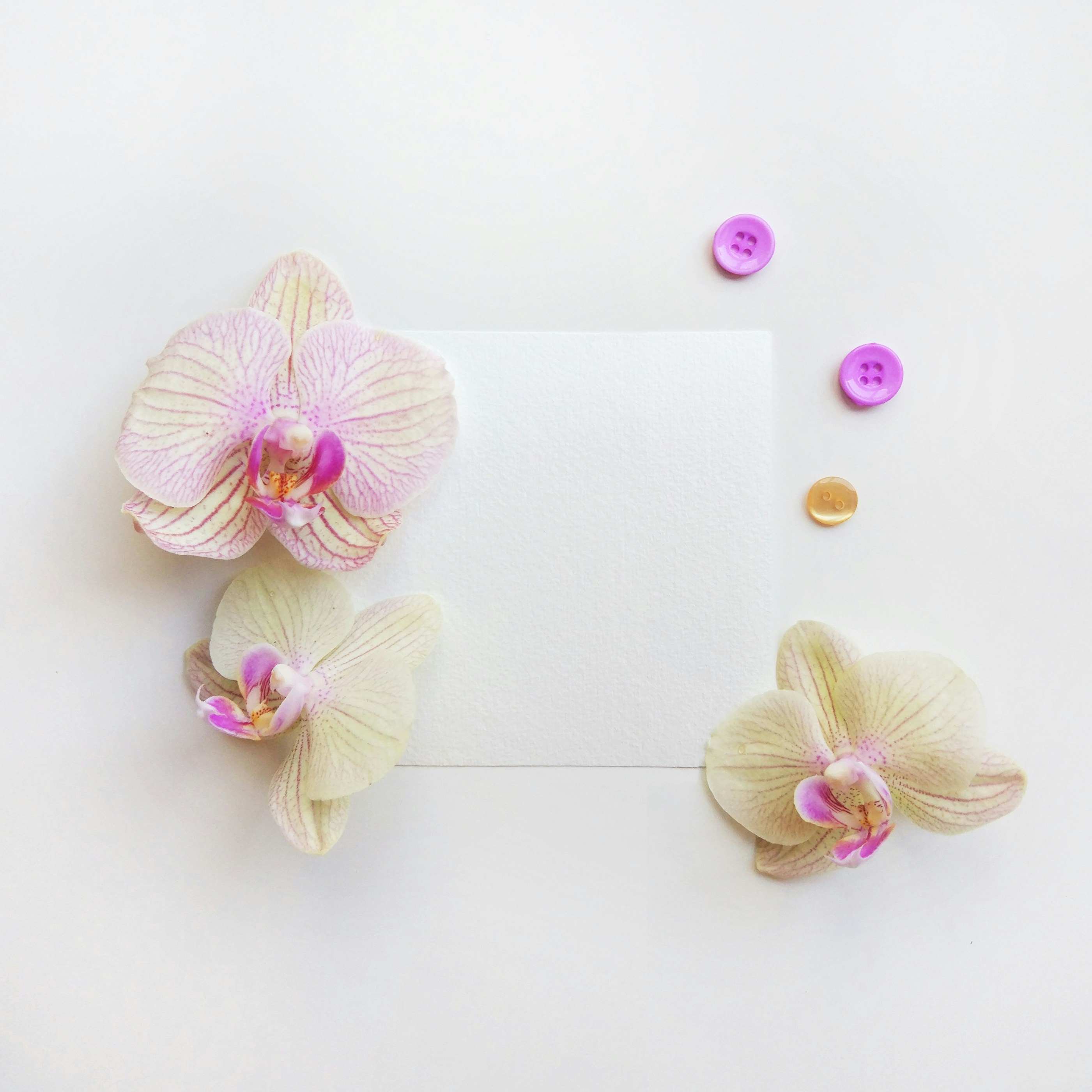 Flat lay photo - sheet of paper and orchid flowers