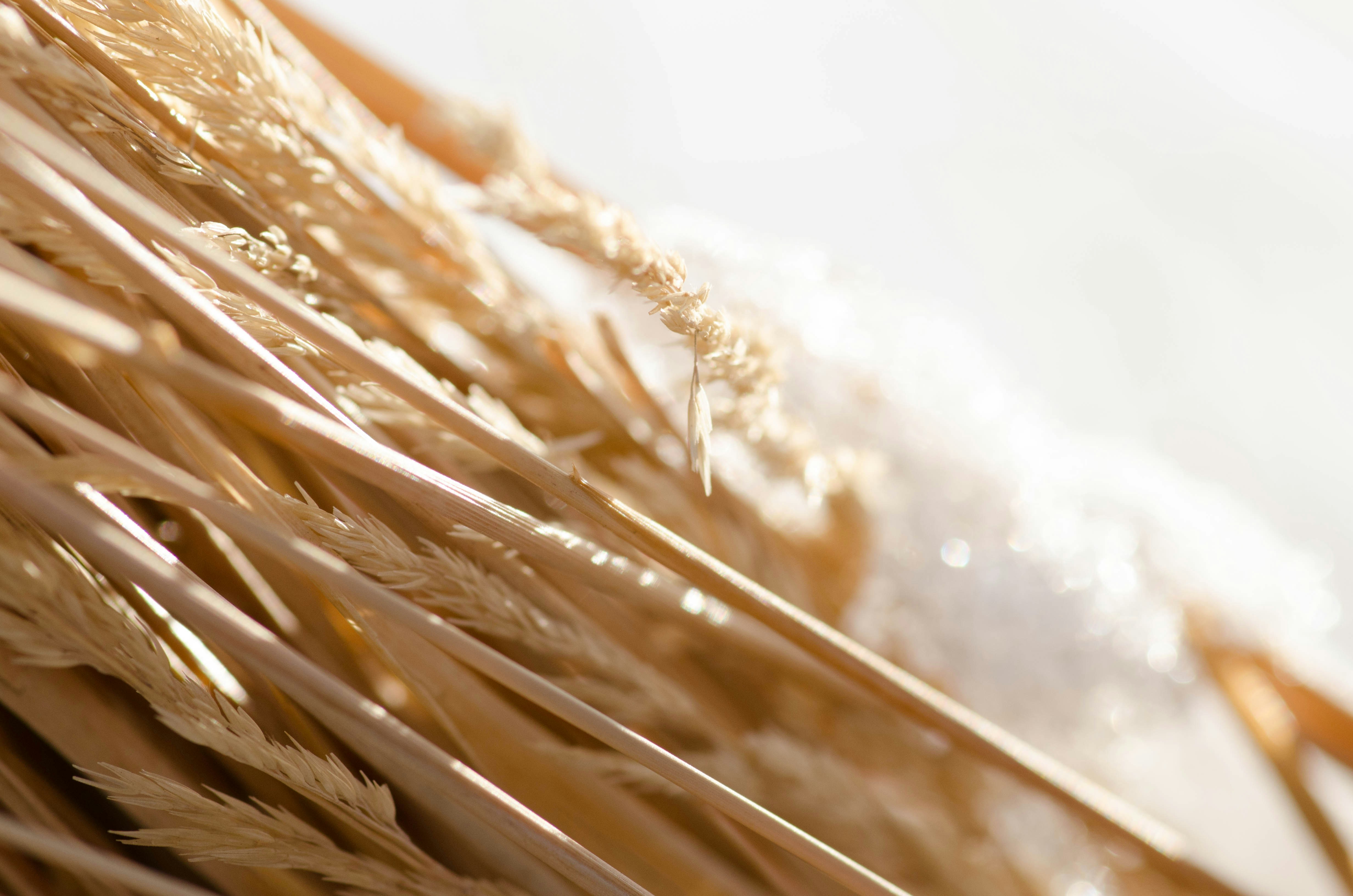 Foto Foto de enfoque superficial de trigo – Imagen Trigo gratis en Unsplash