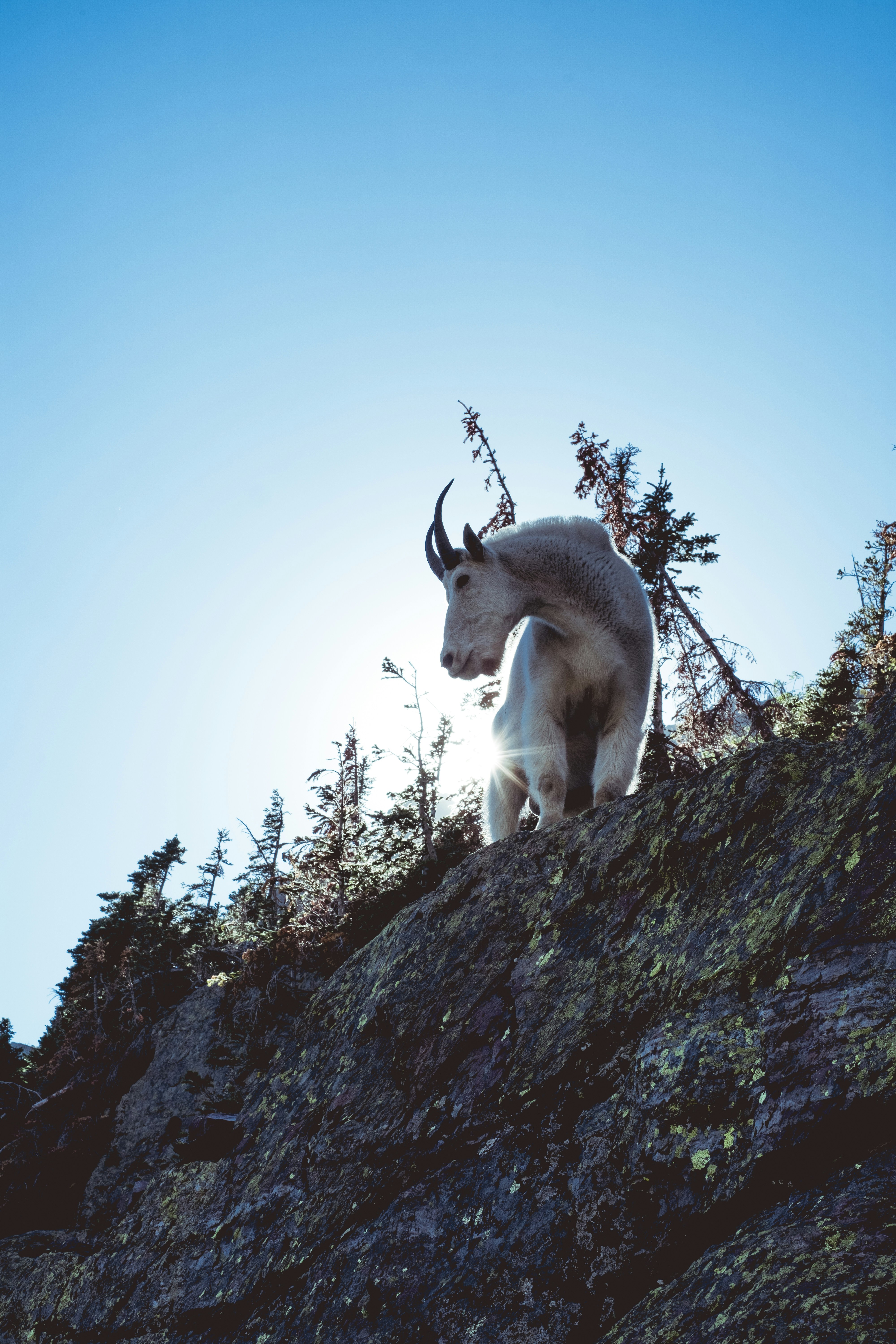 A mountain goat perched on a rocky ledge, silhouetted against a bright sky, showcasing its natural habitat and resilience.