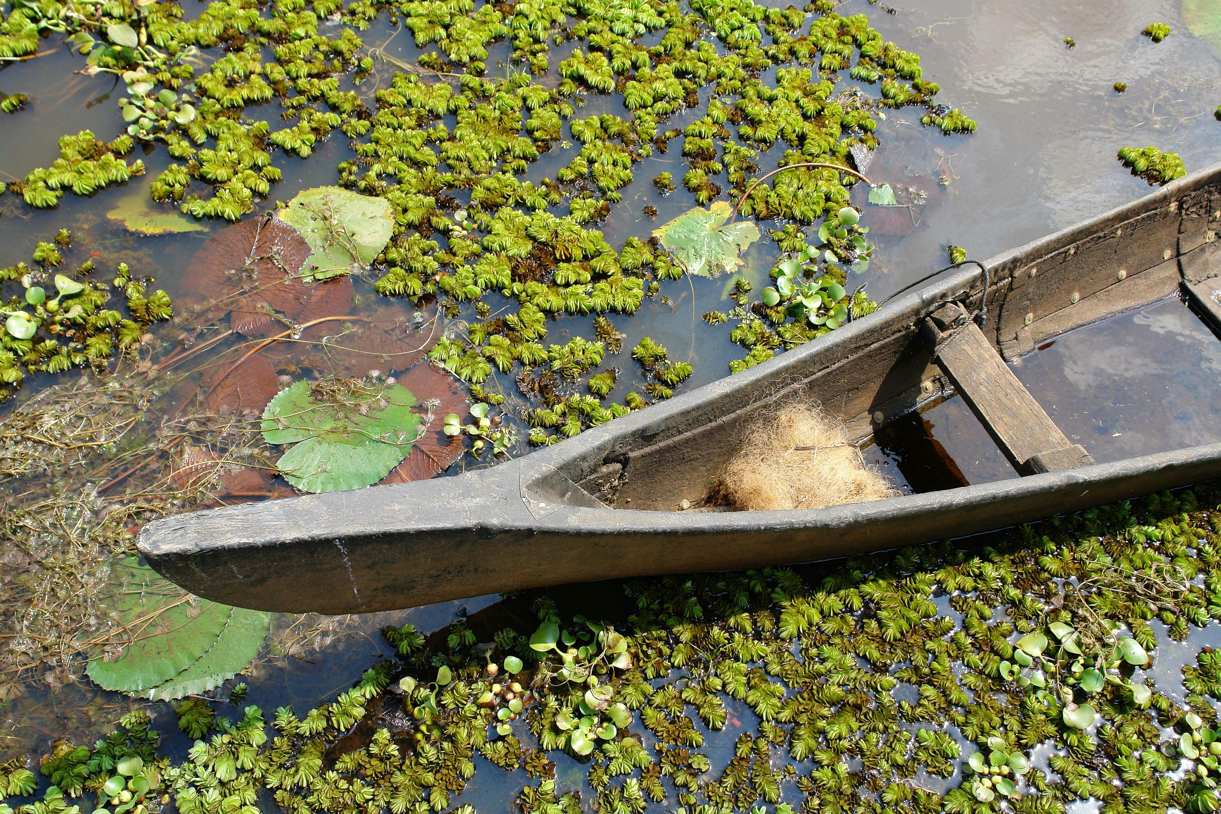 A weathered canoe rests amidst vibrant green water plants, reflecting the serene beauty of a tranquil waterway.