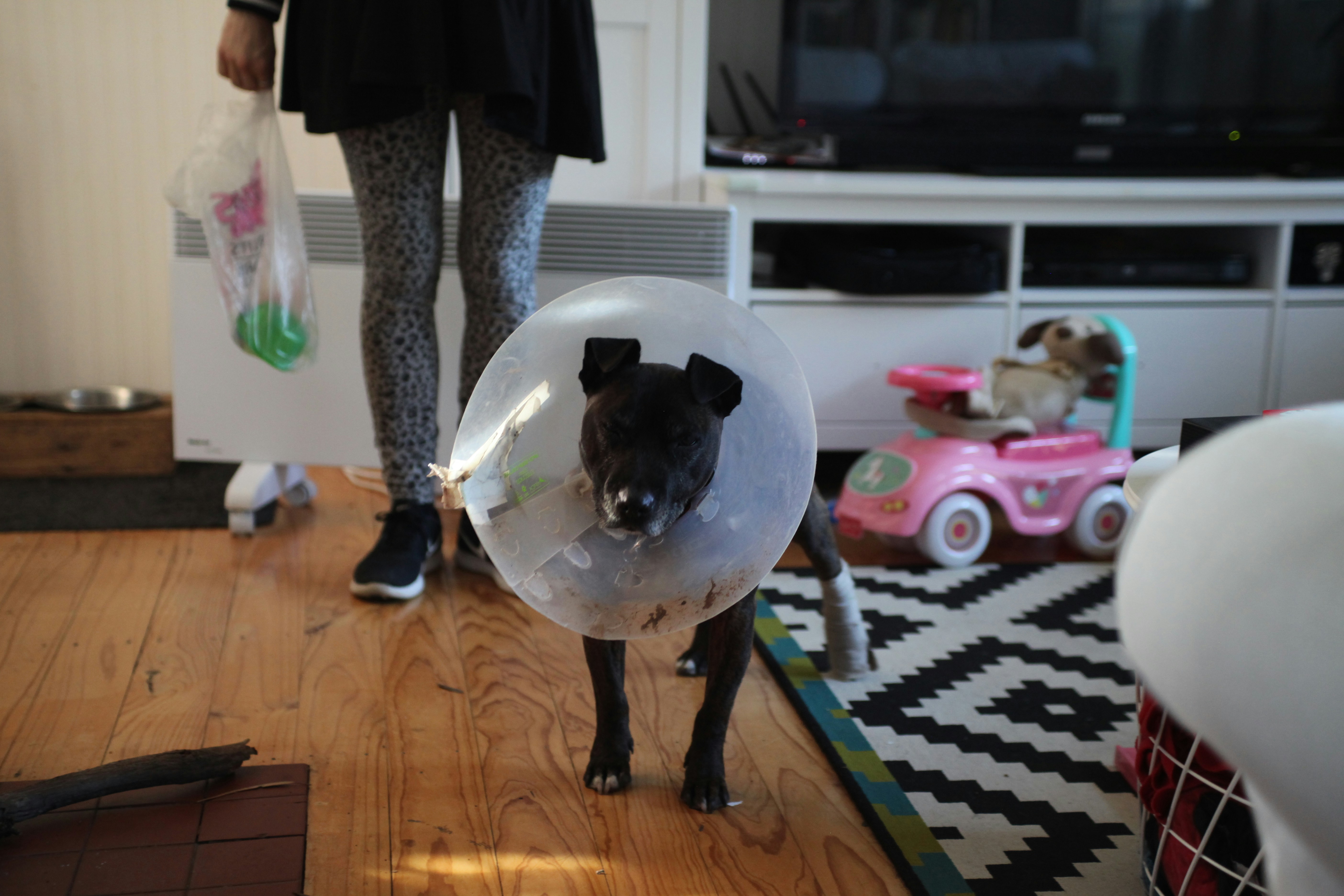 Our dog had had surgery and ended up wearing this cone for months. It didn’t stop him digging in the dirt and normal life goes on around the challenges that arise. This photo captures the messy chaotic nature of the everyday.