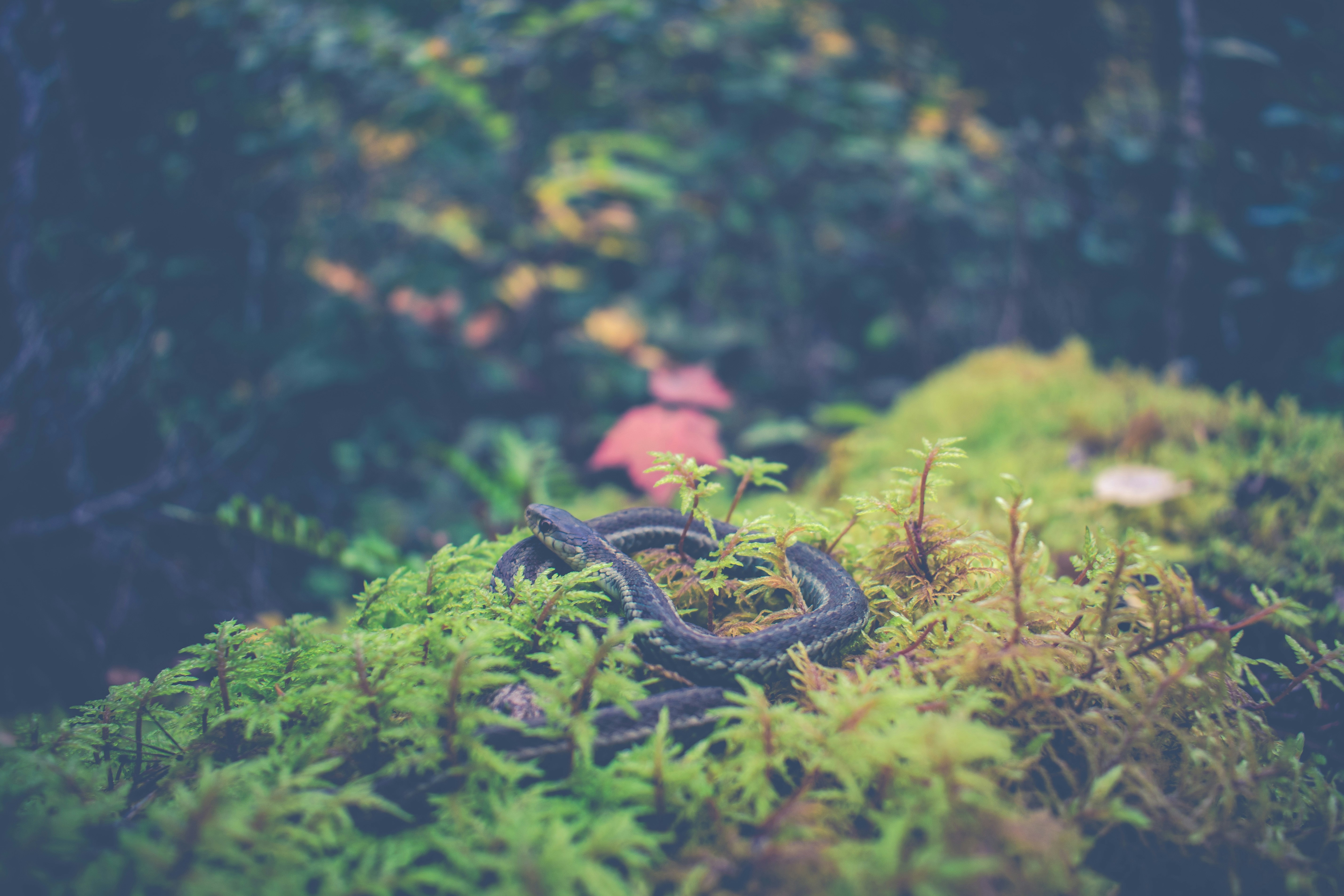 Slithering friend
