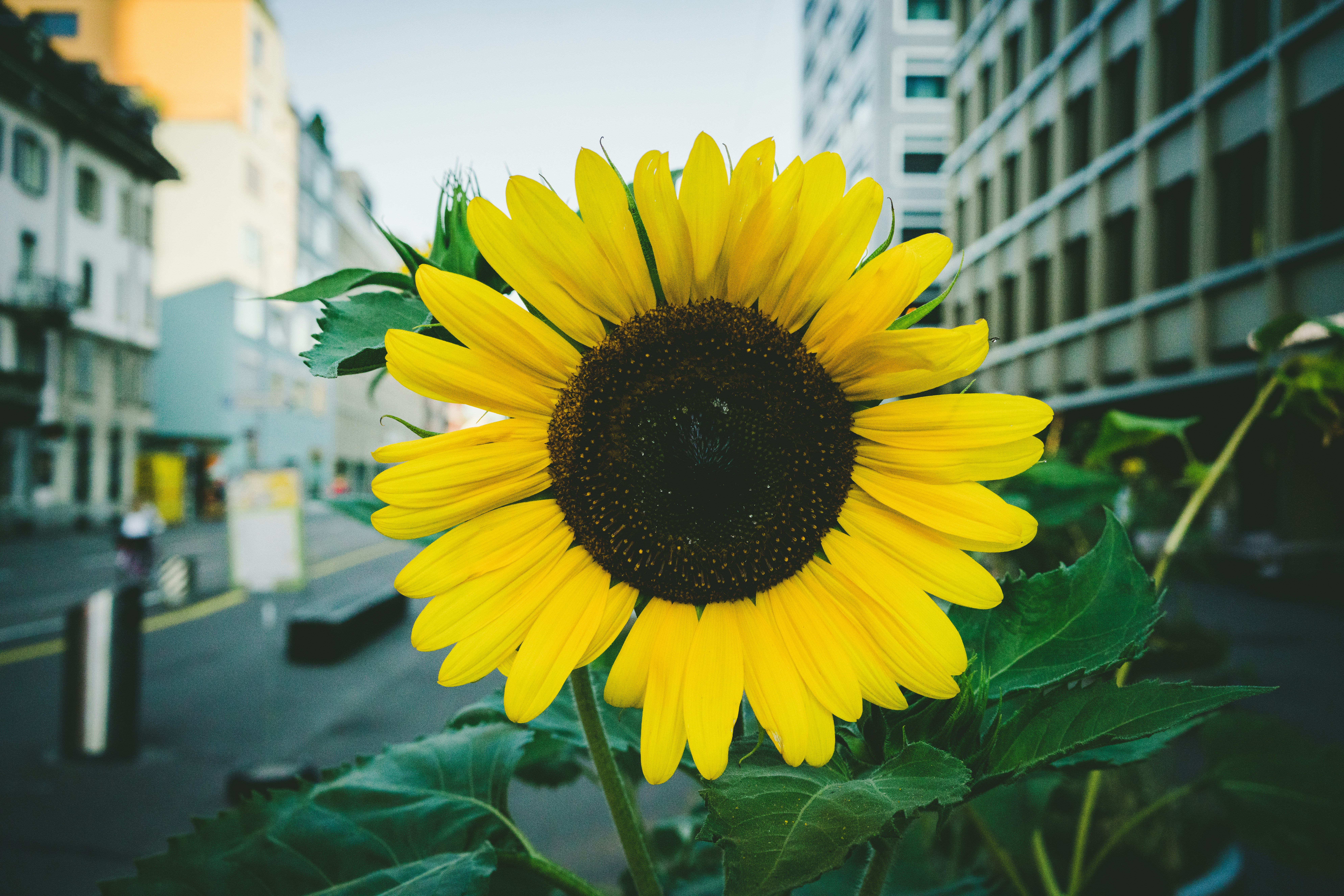 Sunflower photo – Free Gustav-gull-platz Image on Unsplash