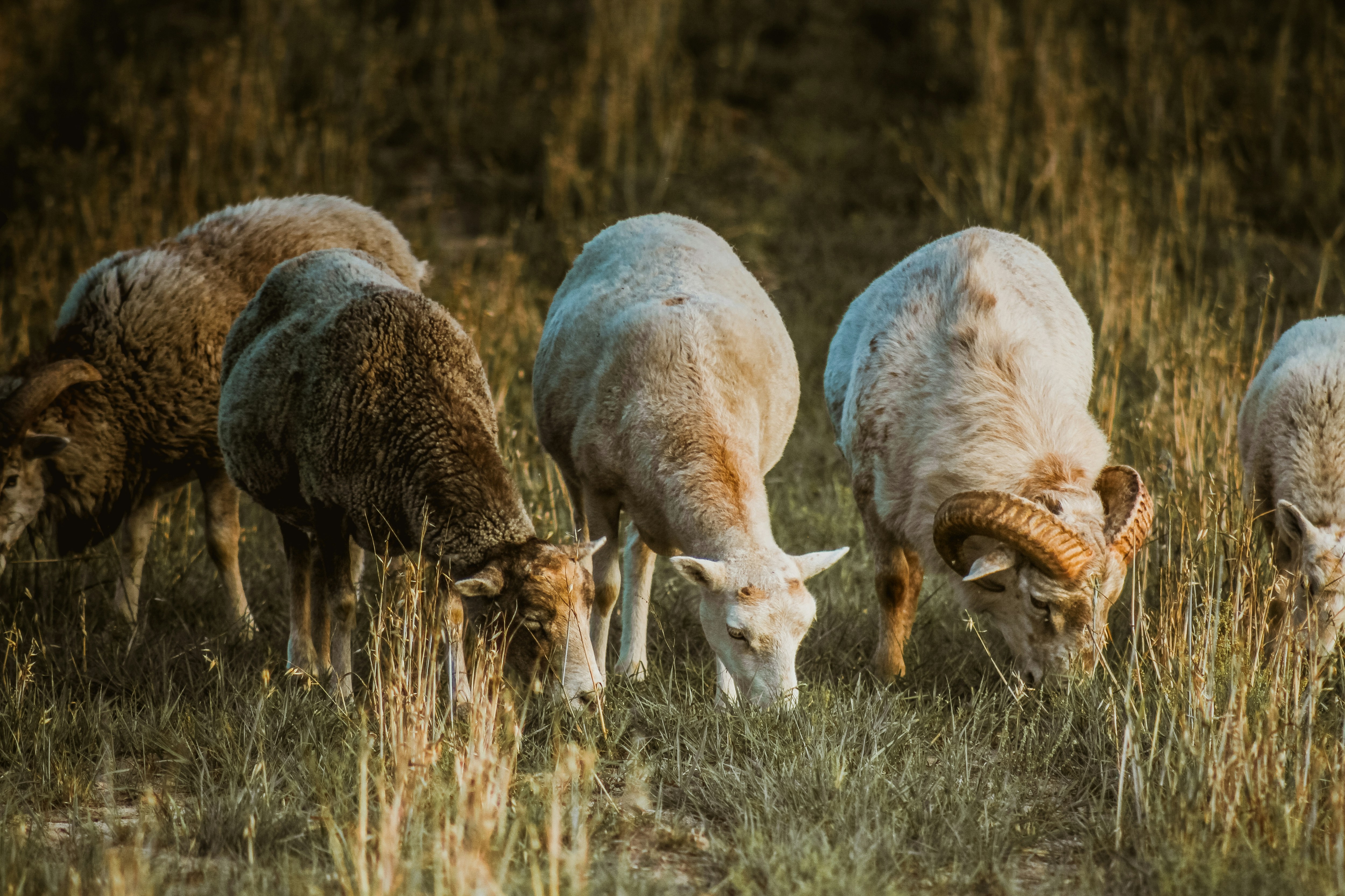 Dusk-Grazed Flock: Sheep in a Sunlit Meadow