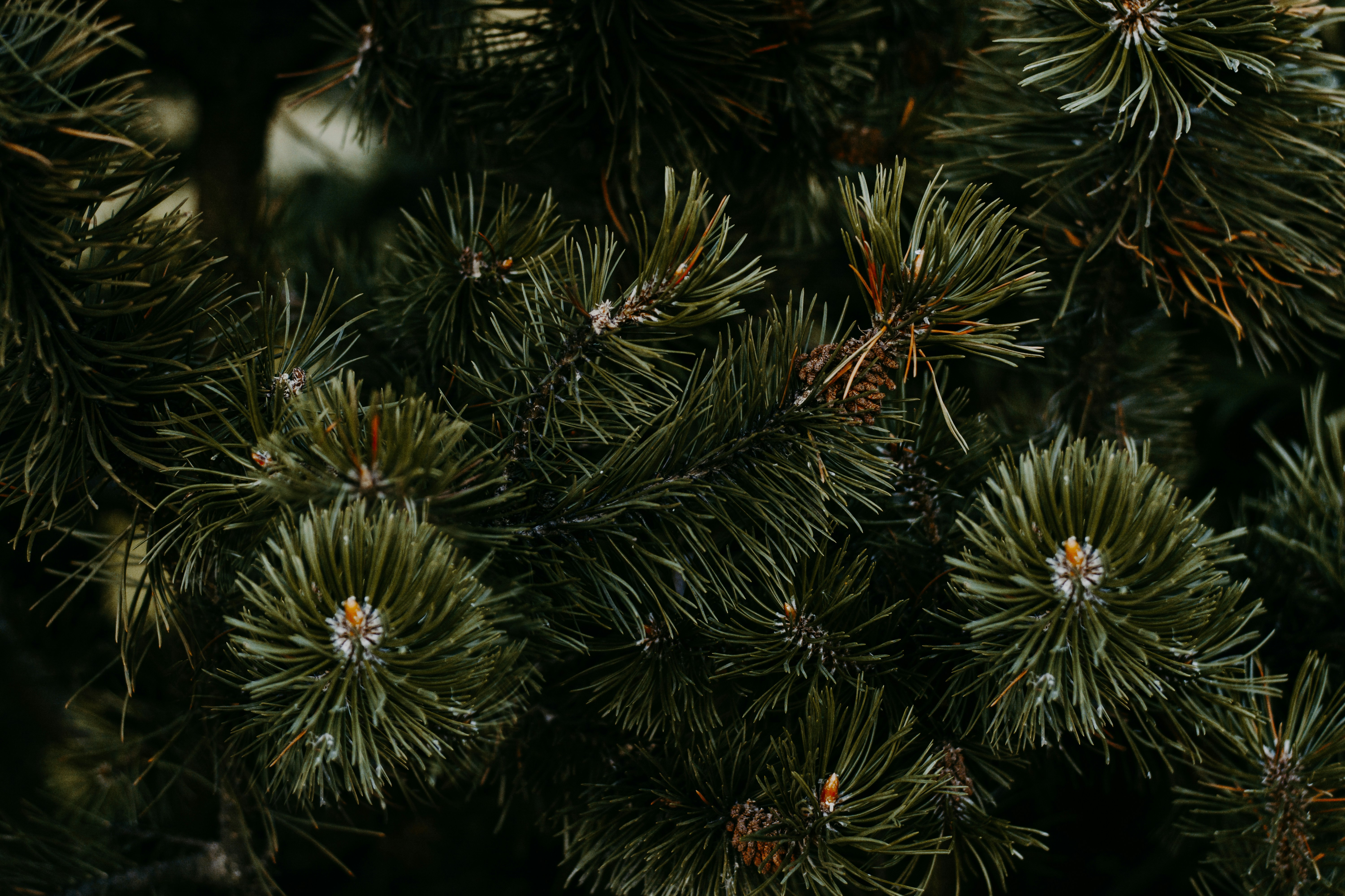 Close-up photo of needle leaf tree photo – Free Tree Image on Unsplash