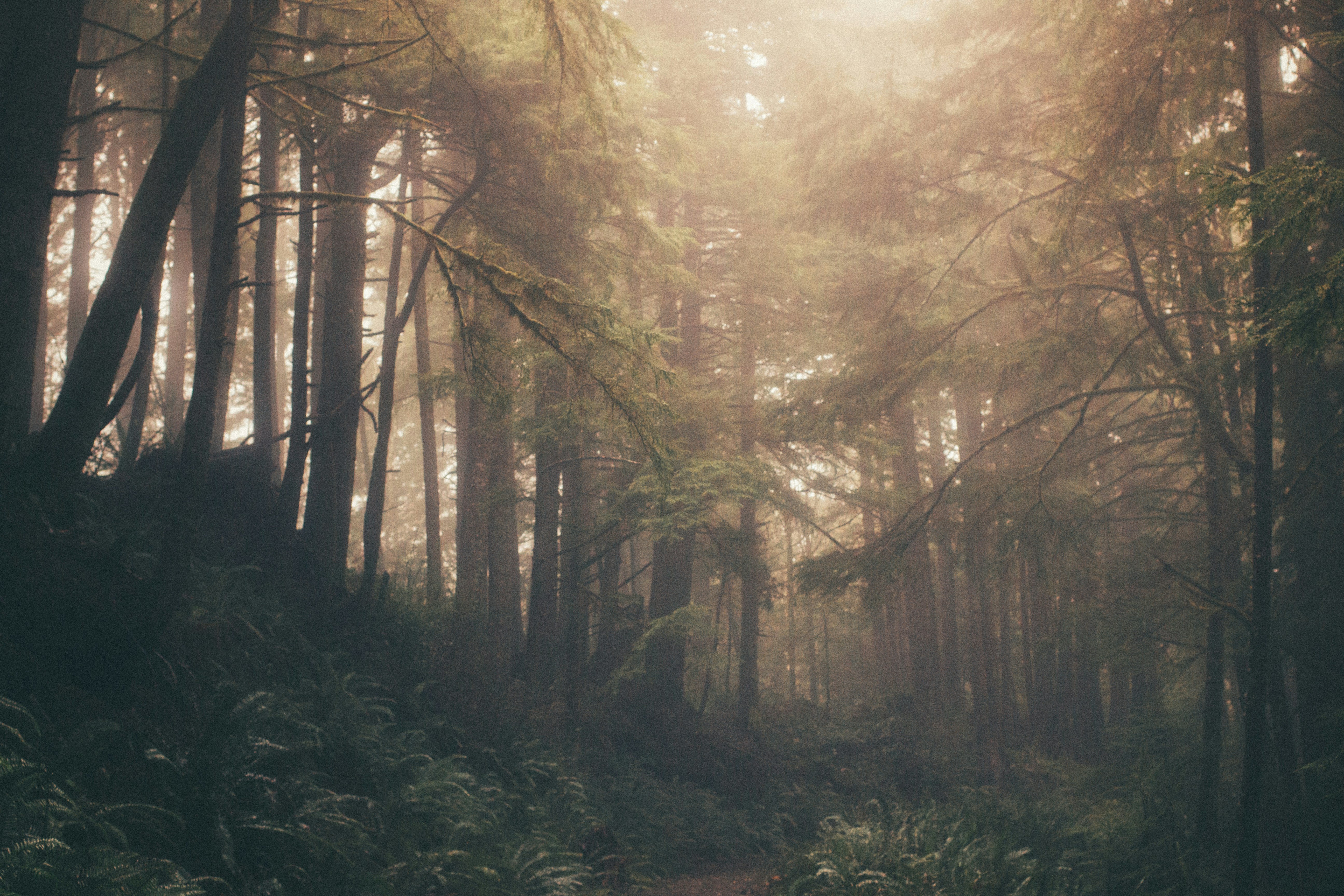 Dense forest enveloped in fog, with towering trees and lush ferns lining a serene path.