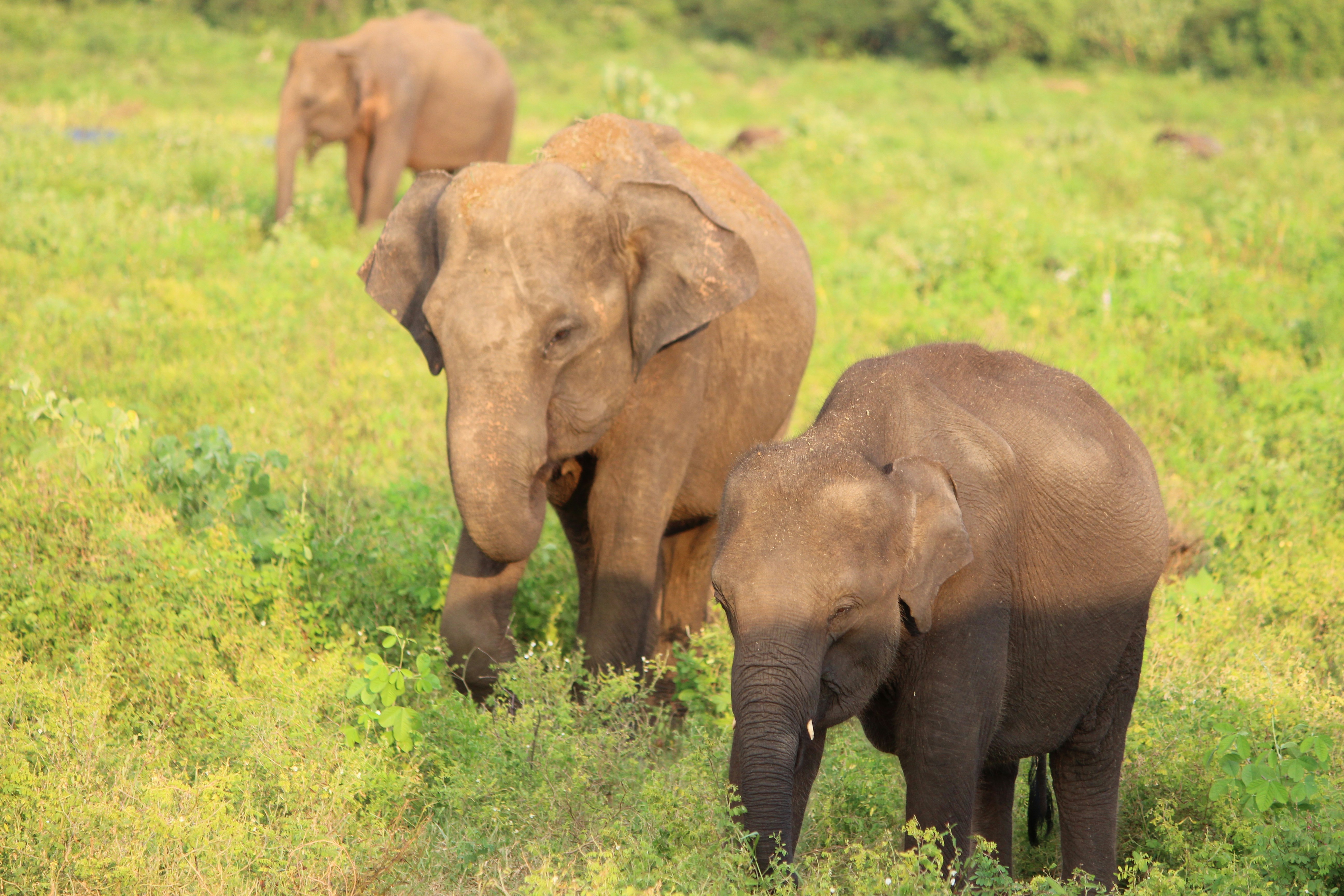 Sri Lankan Elephant Pictures | Download Free Images on Unsplash