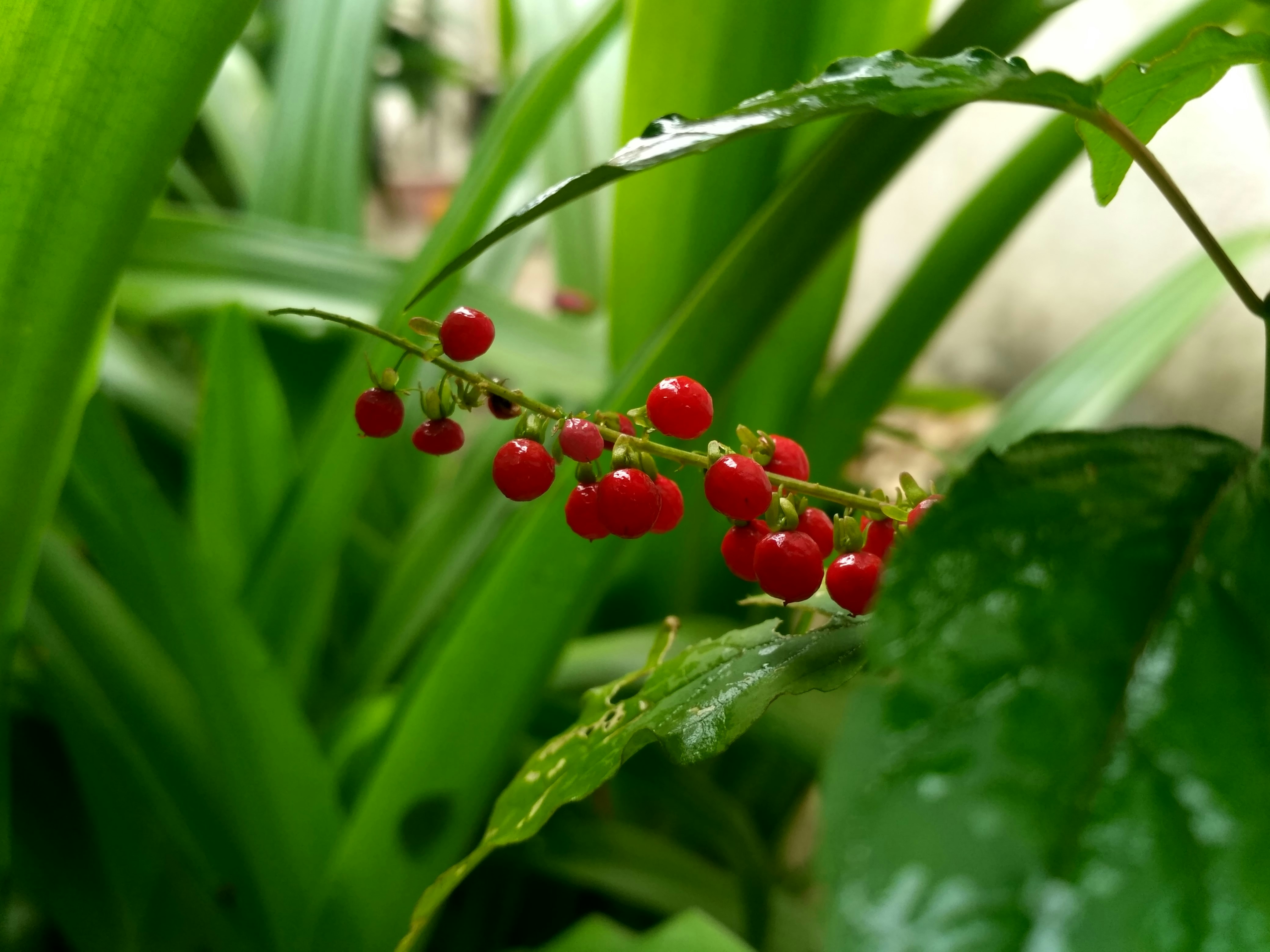 Close up photo of red berries photo – Free Nature Image on Unsplash