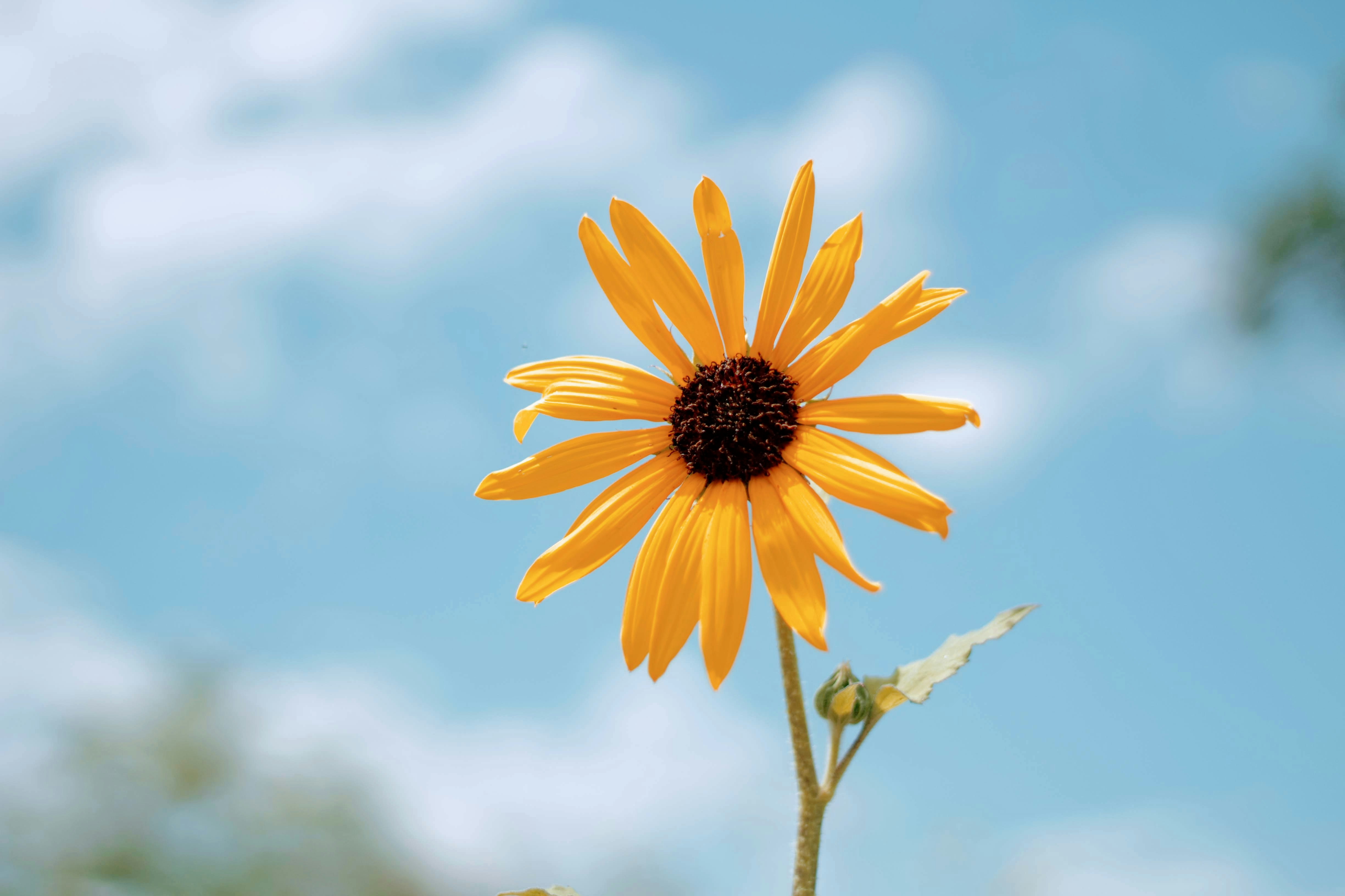 A vibrant yellow flower stands tall against a soft blue sky, highlighting the beauty of nature's simplicity.