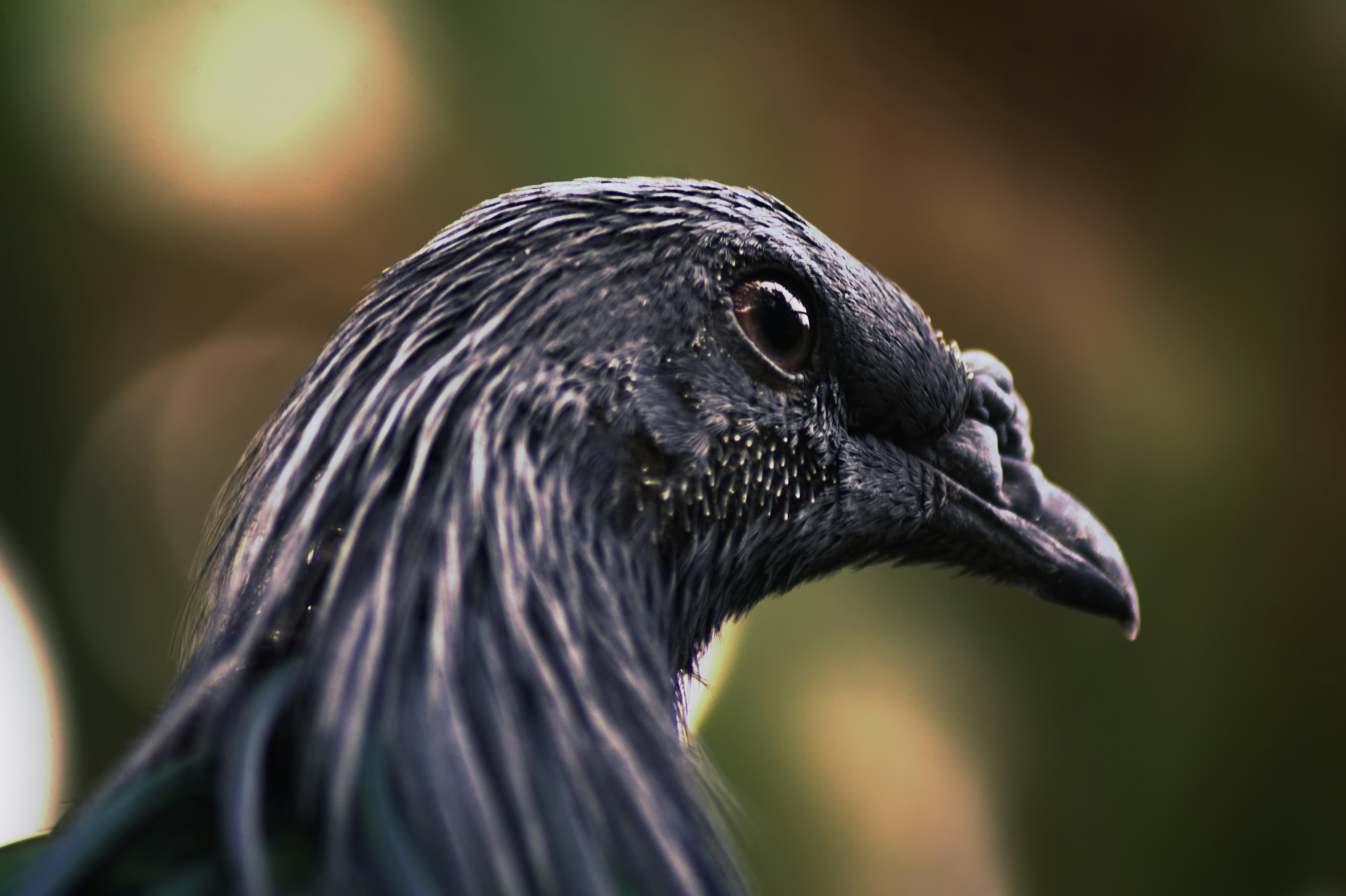 Close-up of a dark-feathered bird showcasing intricate details of its head and eye against a softly blurred background.