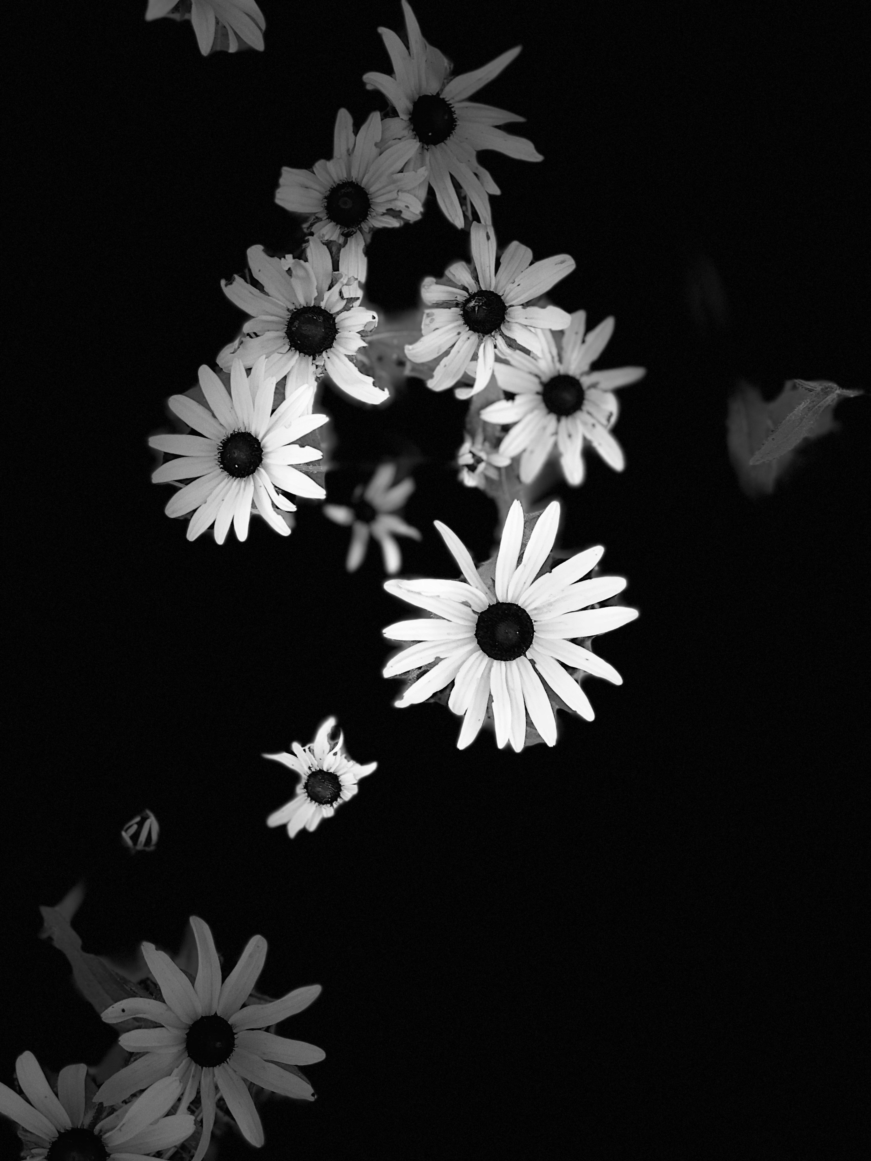 Monochrome Daisy Cascade in Darkness