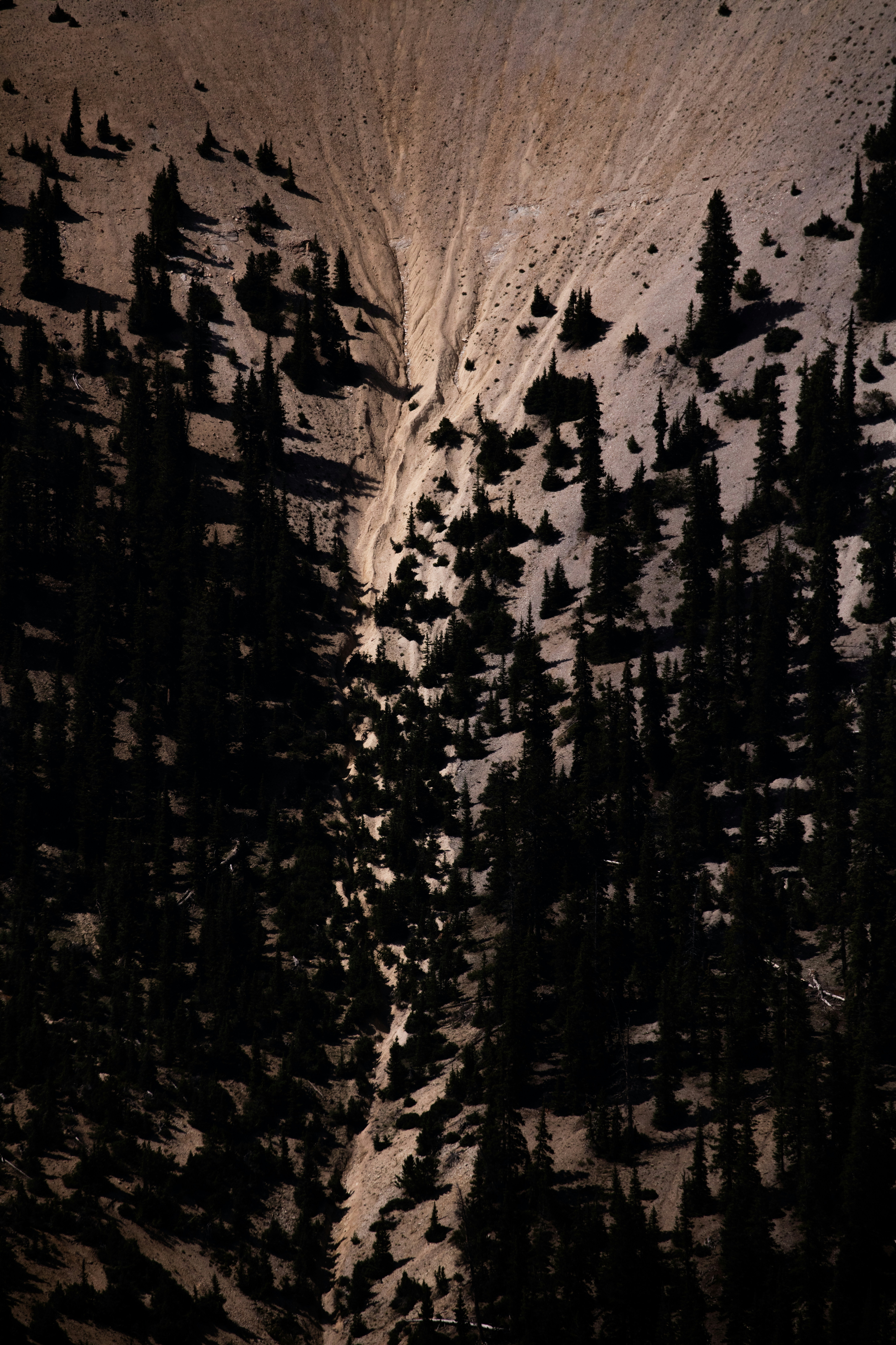 Dark Ridge: Pine Shadows Casting An Alpine Twilight
