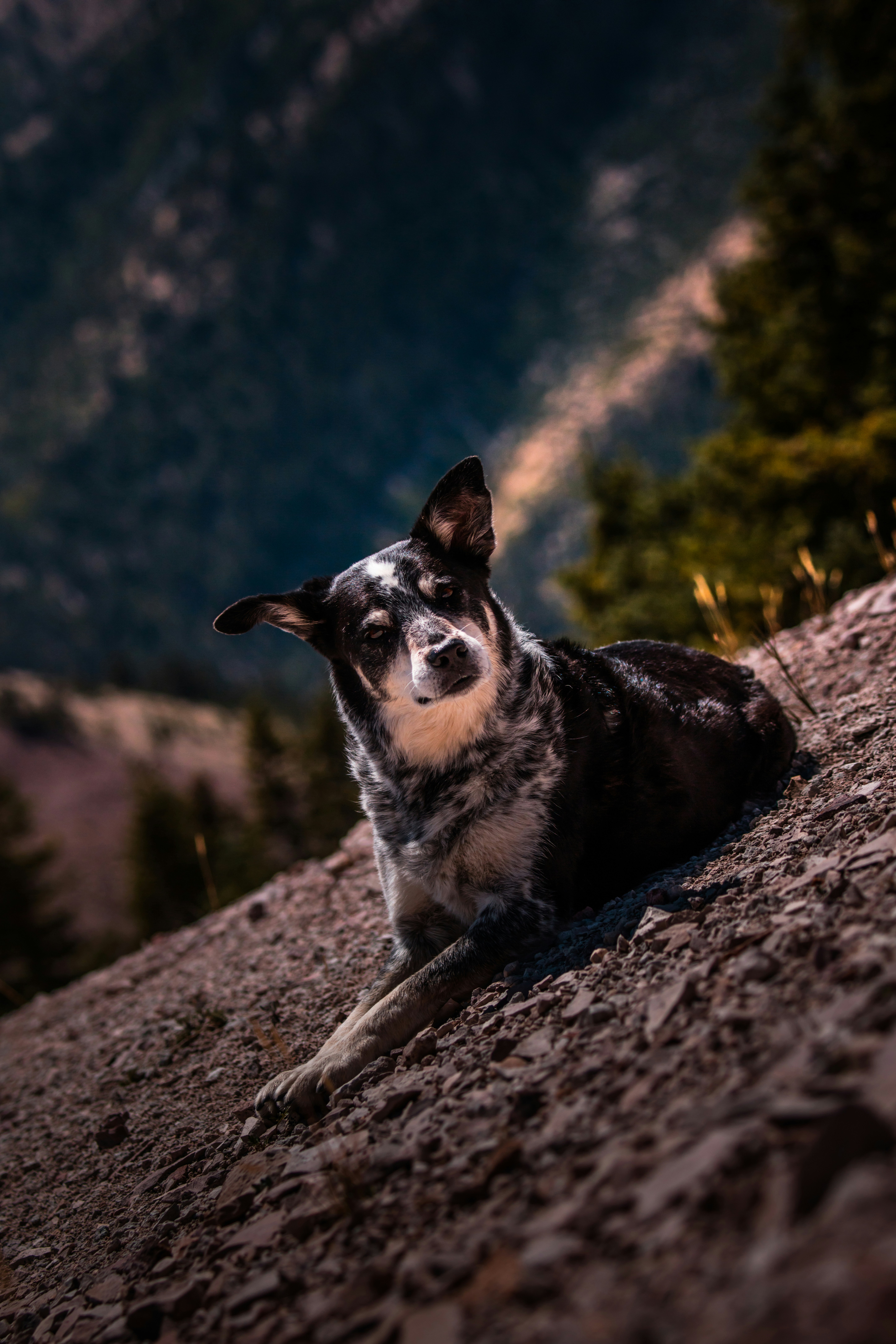 Blue heeler dog resting on rocky terrain with a mountainous backdrop, exuding a sense of calm and alertness.