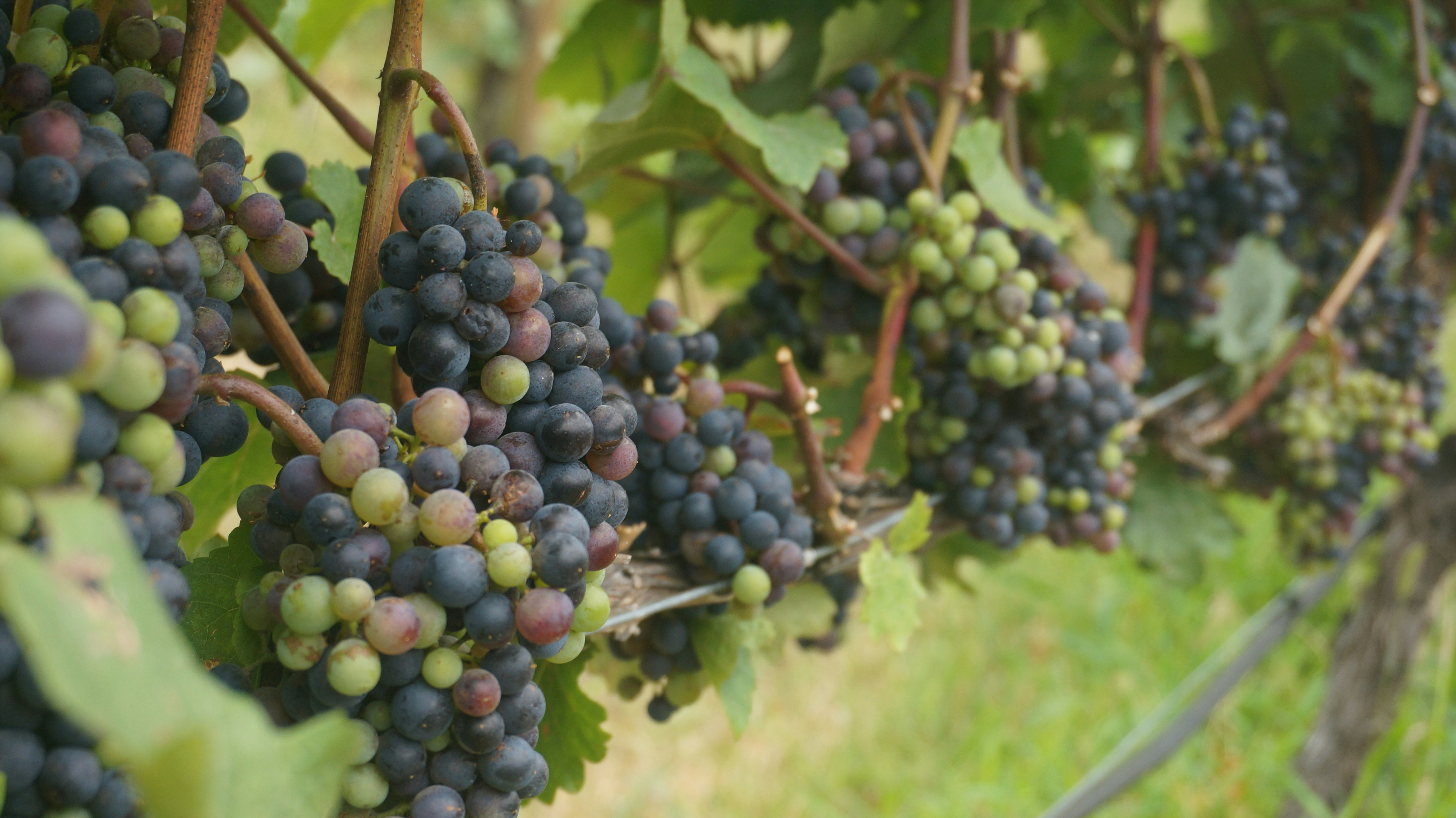The Importance of Pre-Cooling and Cold Storage for High-Quality Grapes ...