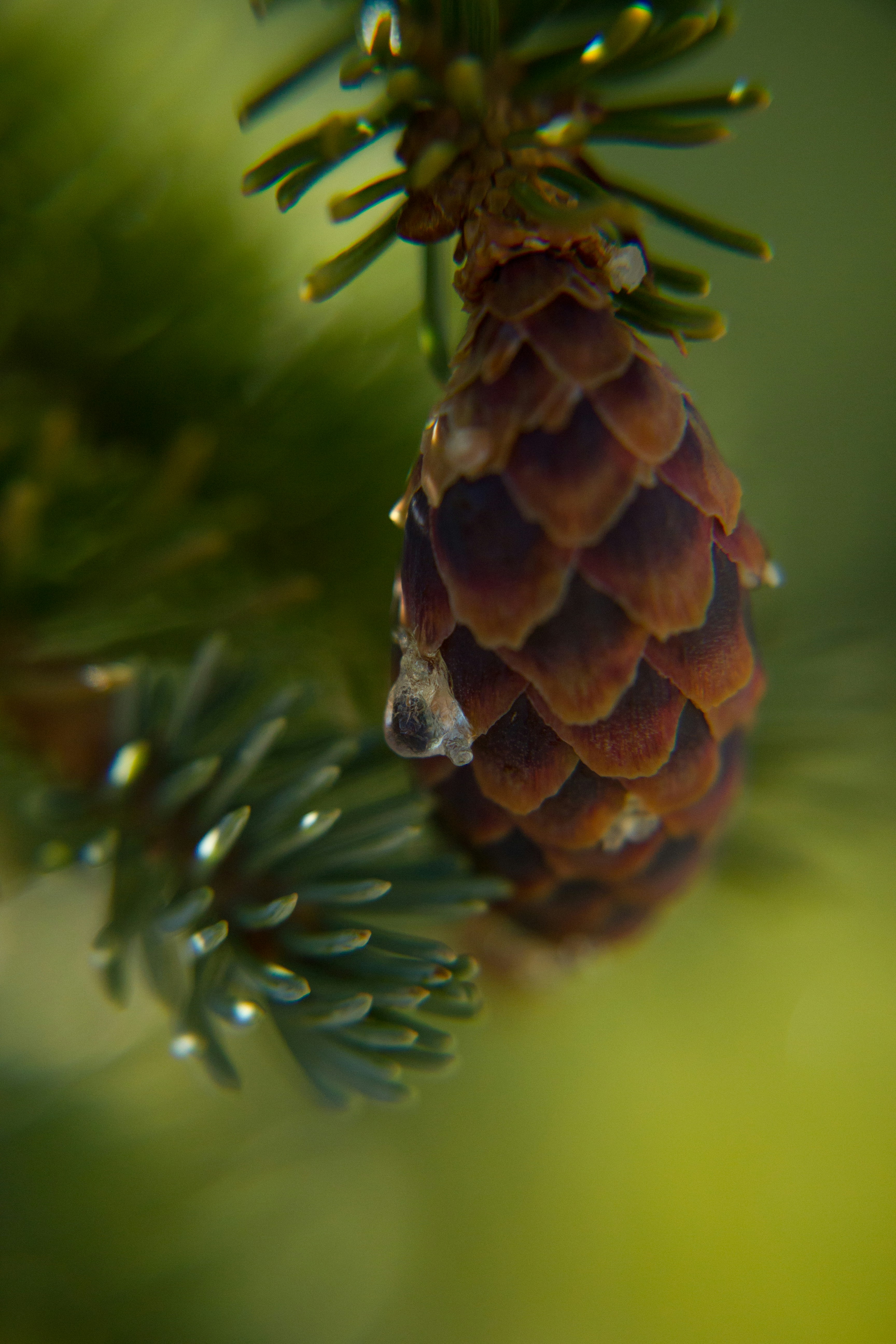 Pine Cone in Focus: Textured Scales Against a Green Blur