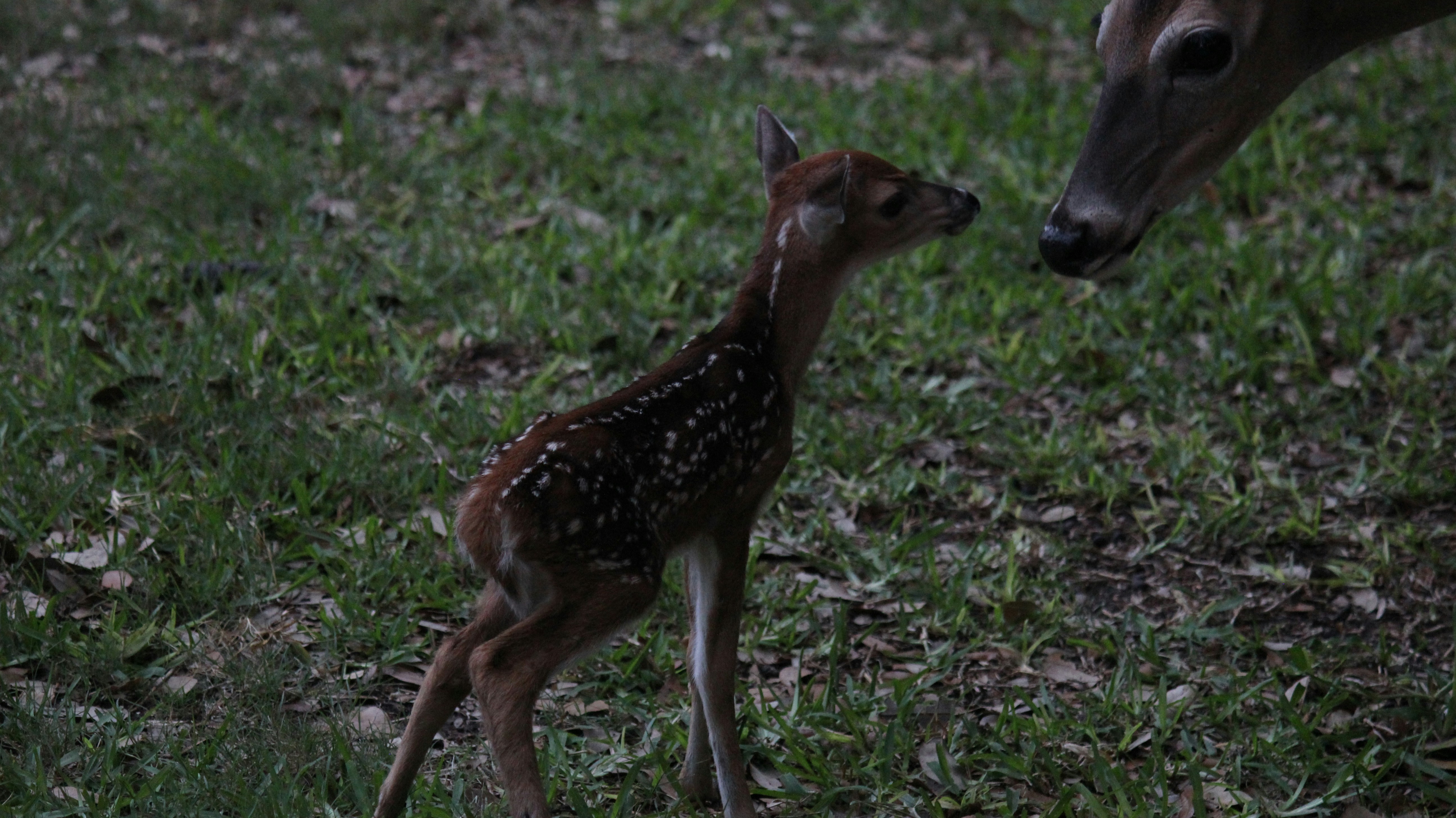 A fawn curiously approaches its mother in a serene forest setting, surrounded by lush greenery.