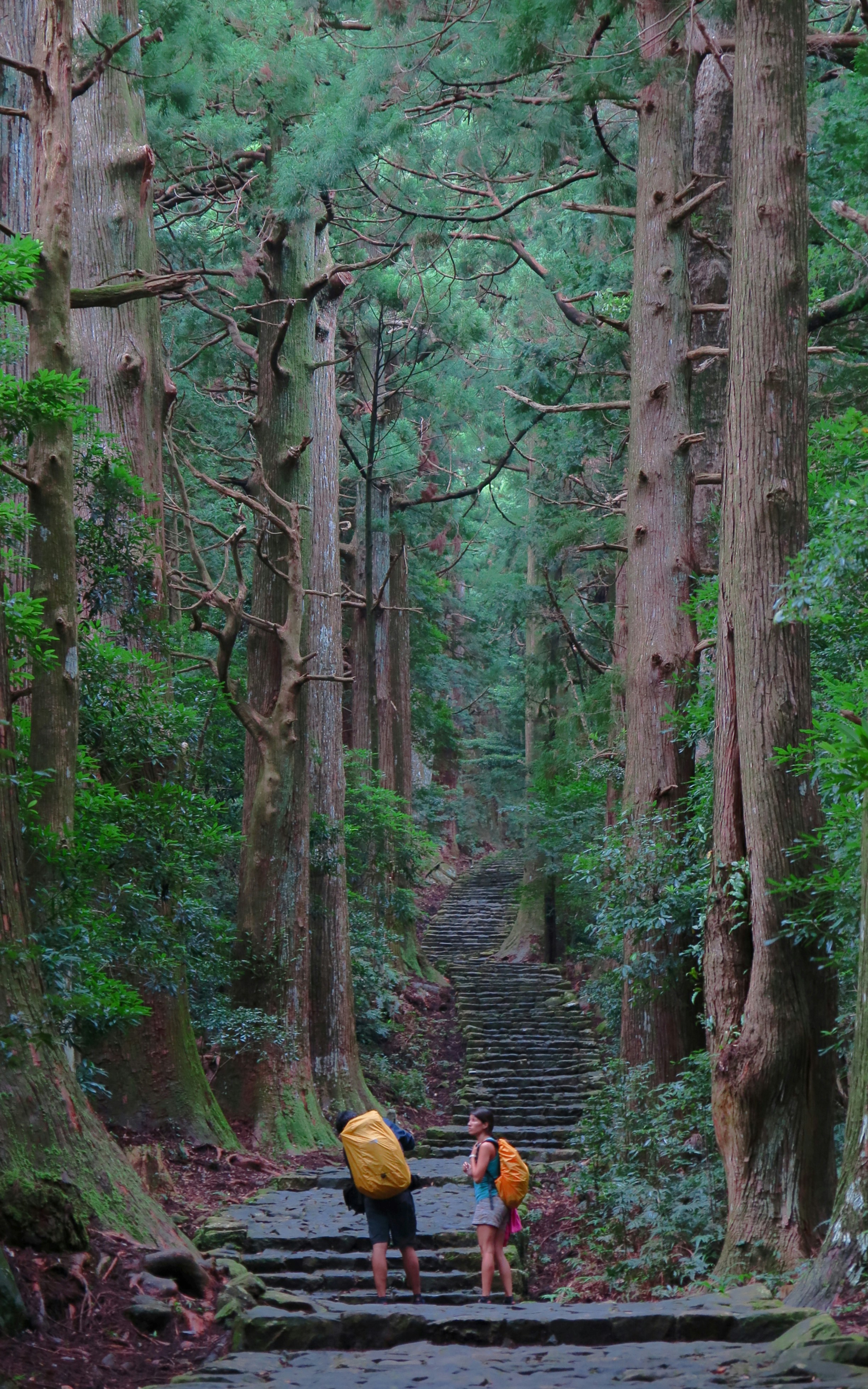 20 Most beautiful Forests in Japan - Discover Walks Blog