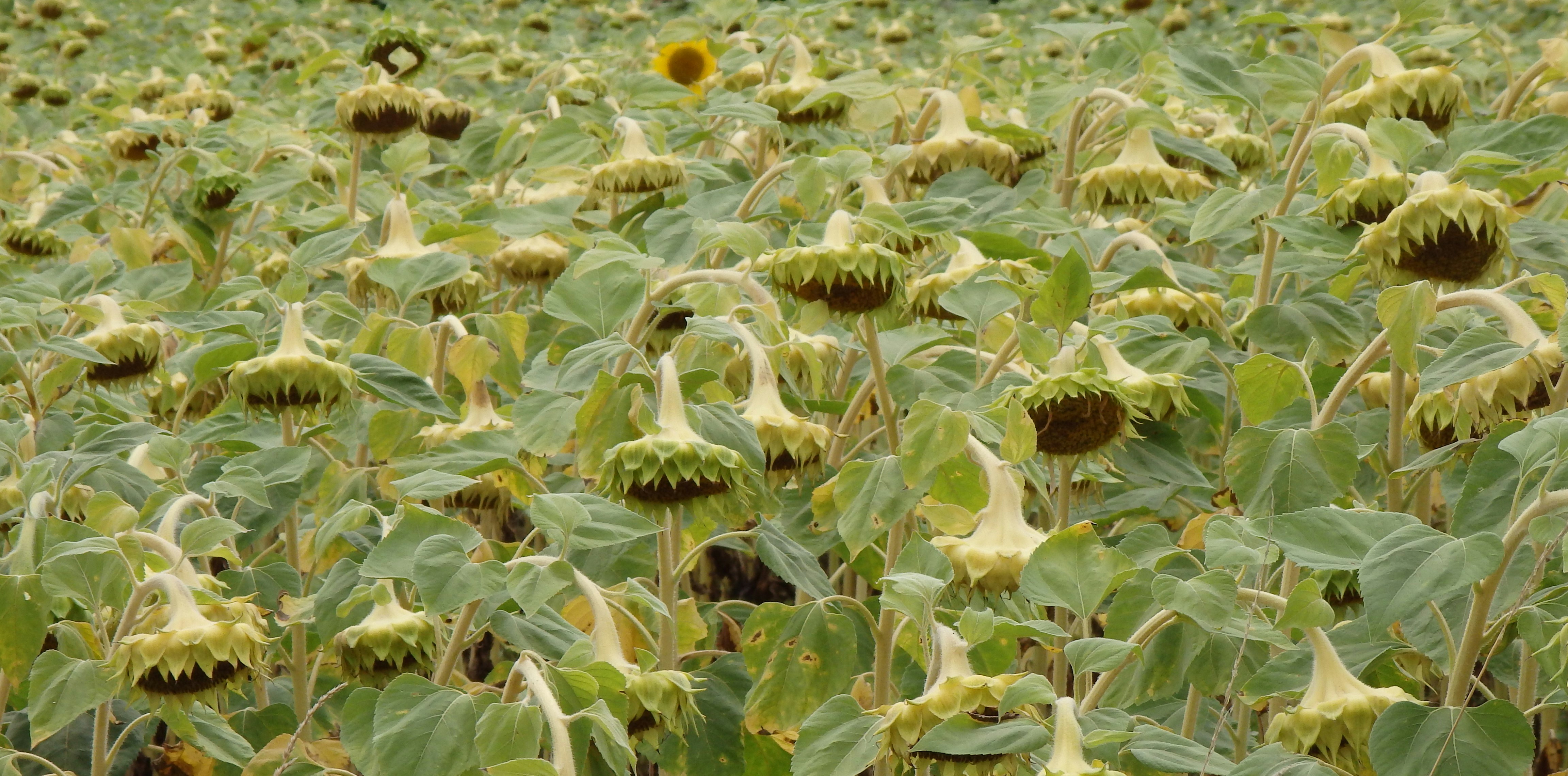 30k+ Fowers Pictures | Download Free Images on Unsplash