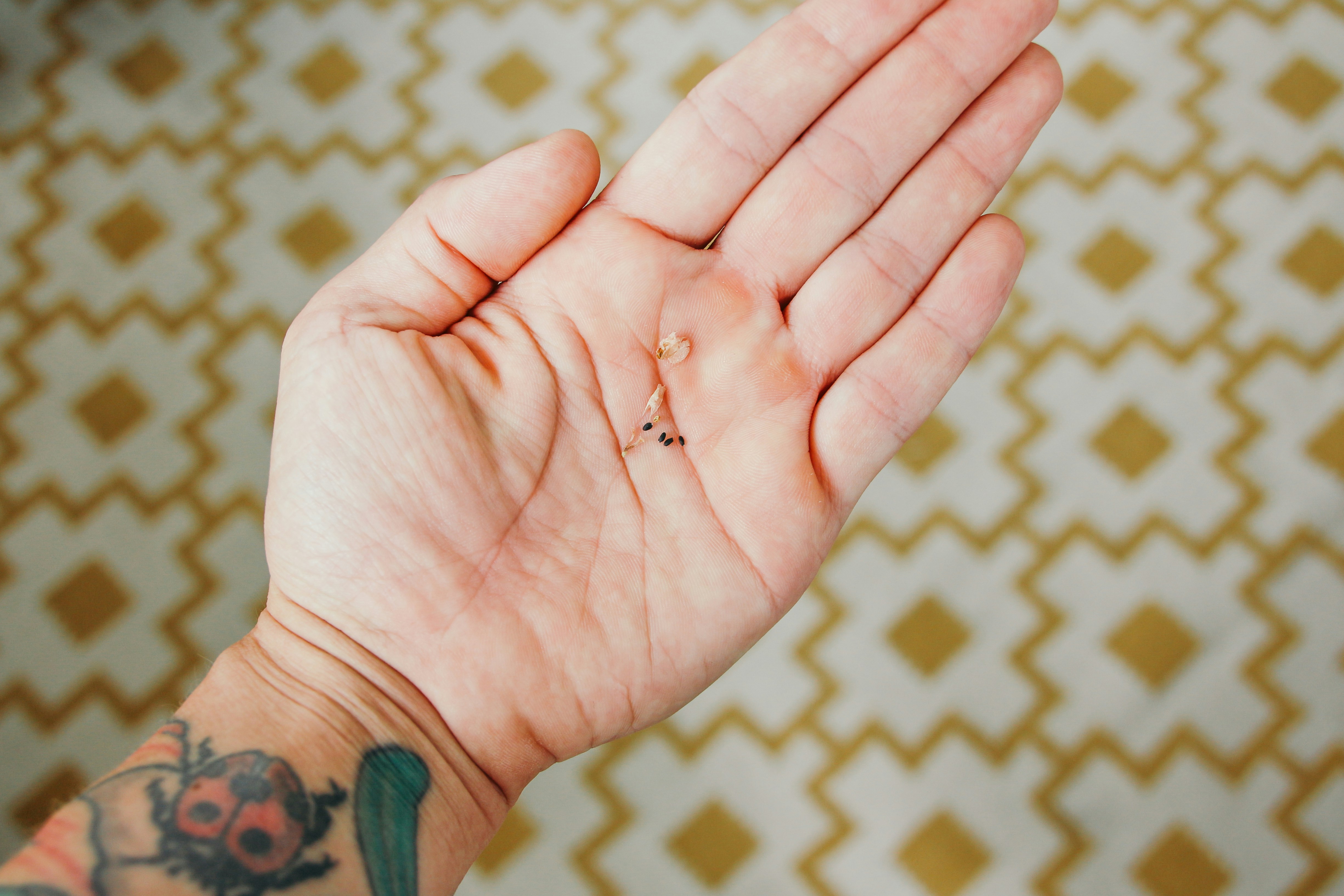 A person's hand with a tiny bug on it photo – Free Mainz Image on Unsplash