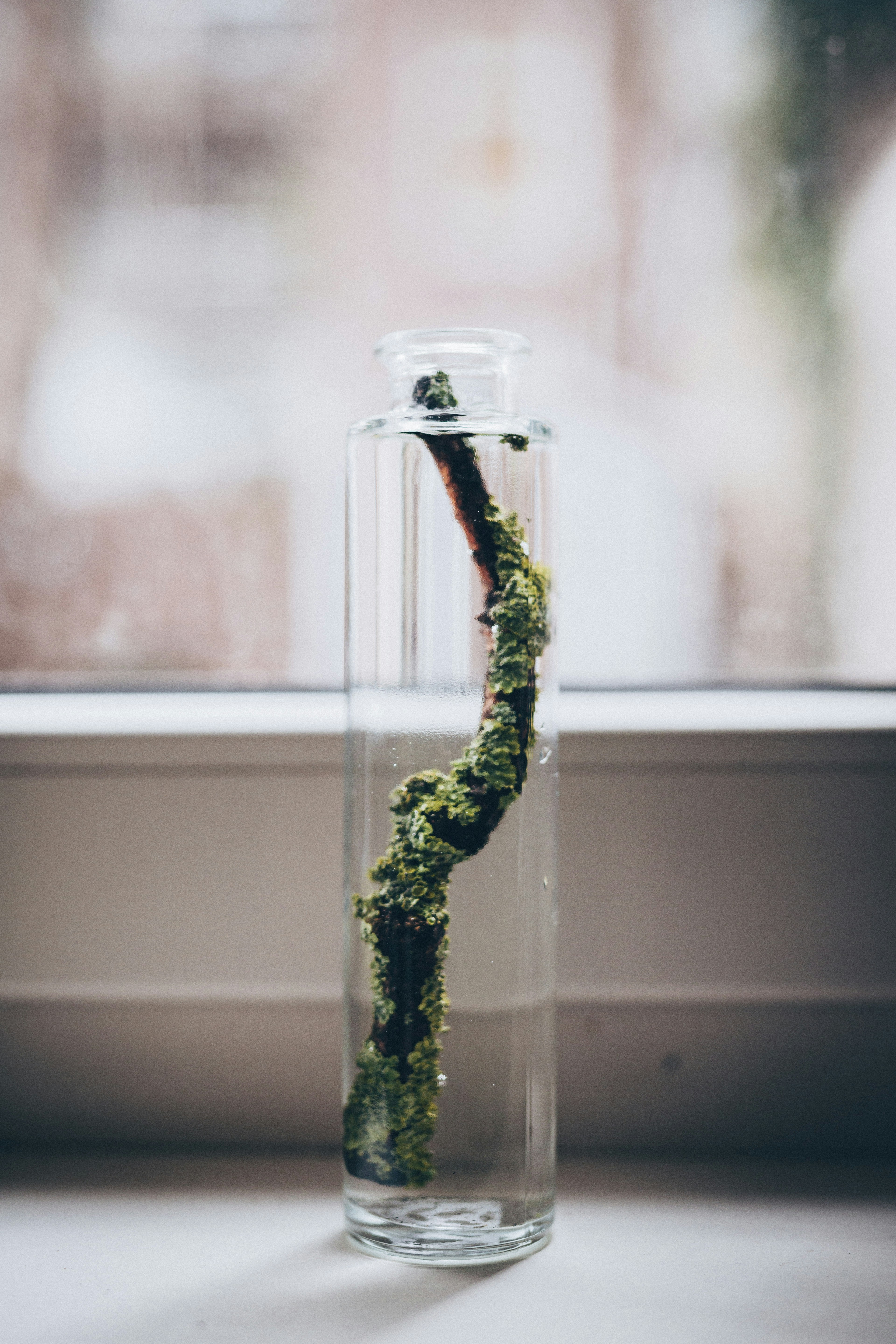 Coiled Moss in a Glass Vessel: a Quiet Study of Texture and Light