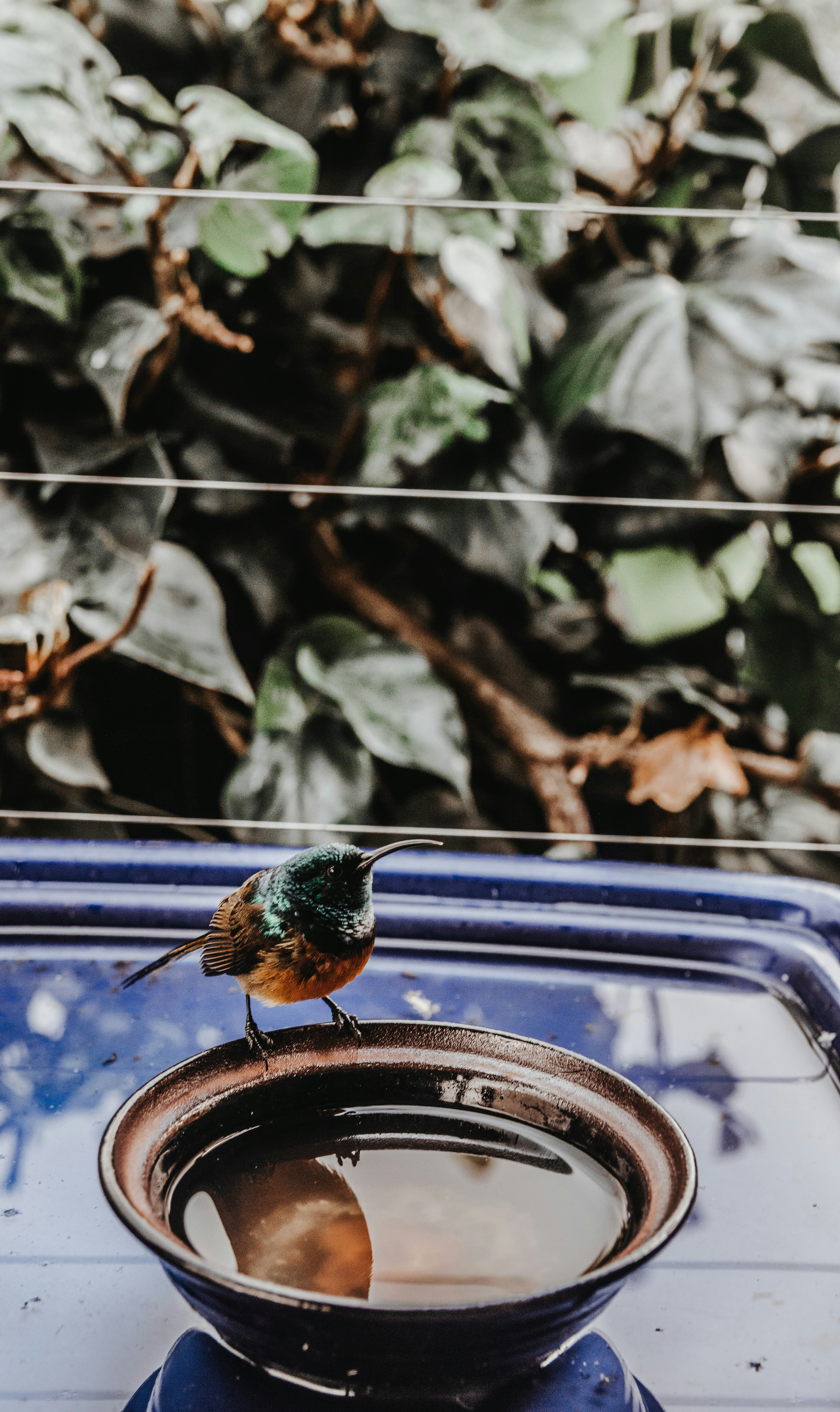 Emerald-Hued Hummer at the Rim of a Shallow Ceramic Dish