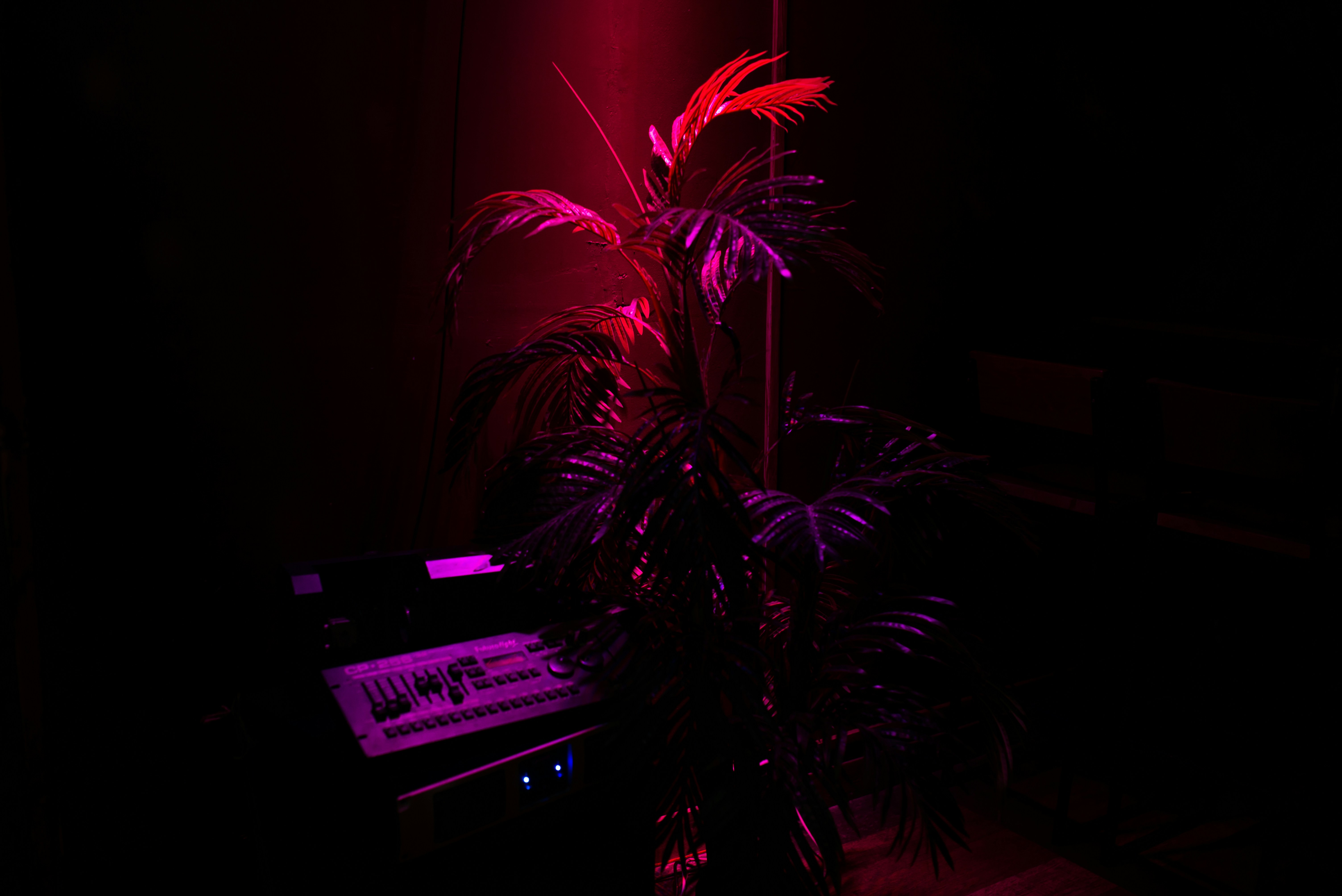 Crimson Glow on Quiet Studio Foliage