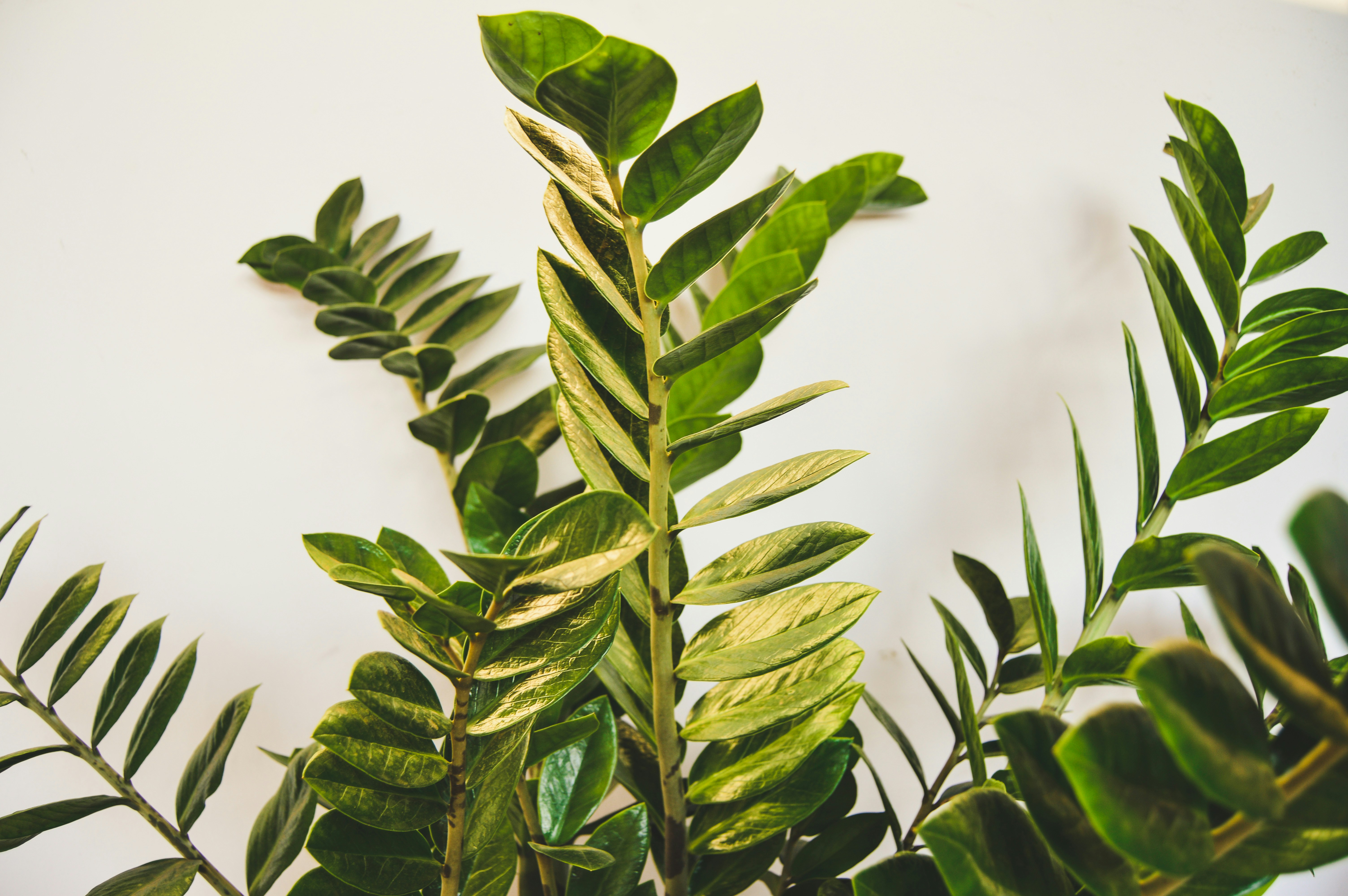 Close-up of vibrant green leaves showcasing intricate textures against a neutral backdrop.