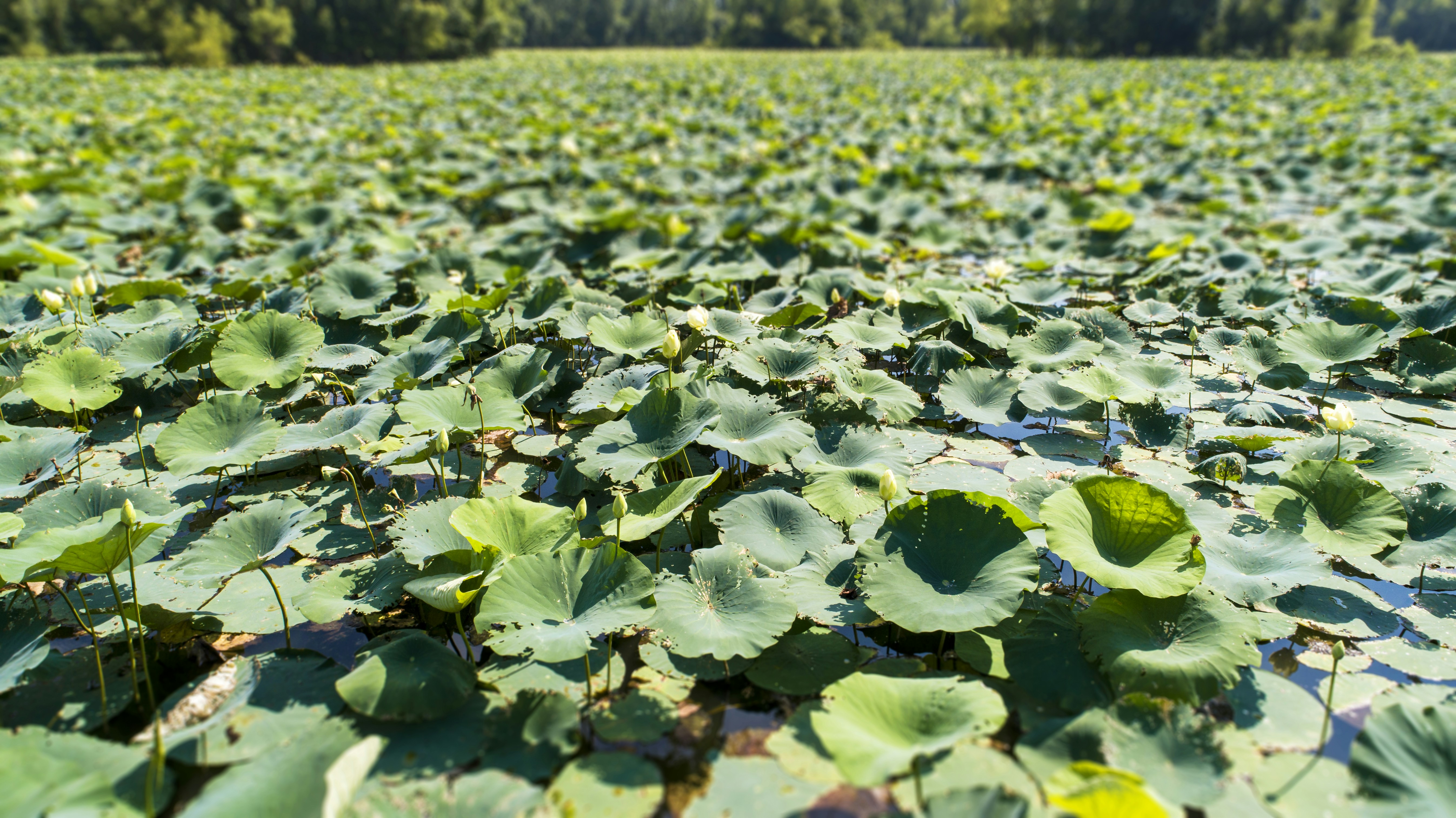 Lush expanse of lotus leaves covering a tranquil water surface, surrounded by a green forest backdrop.