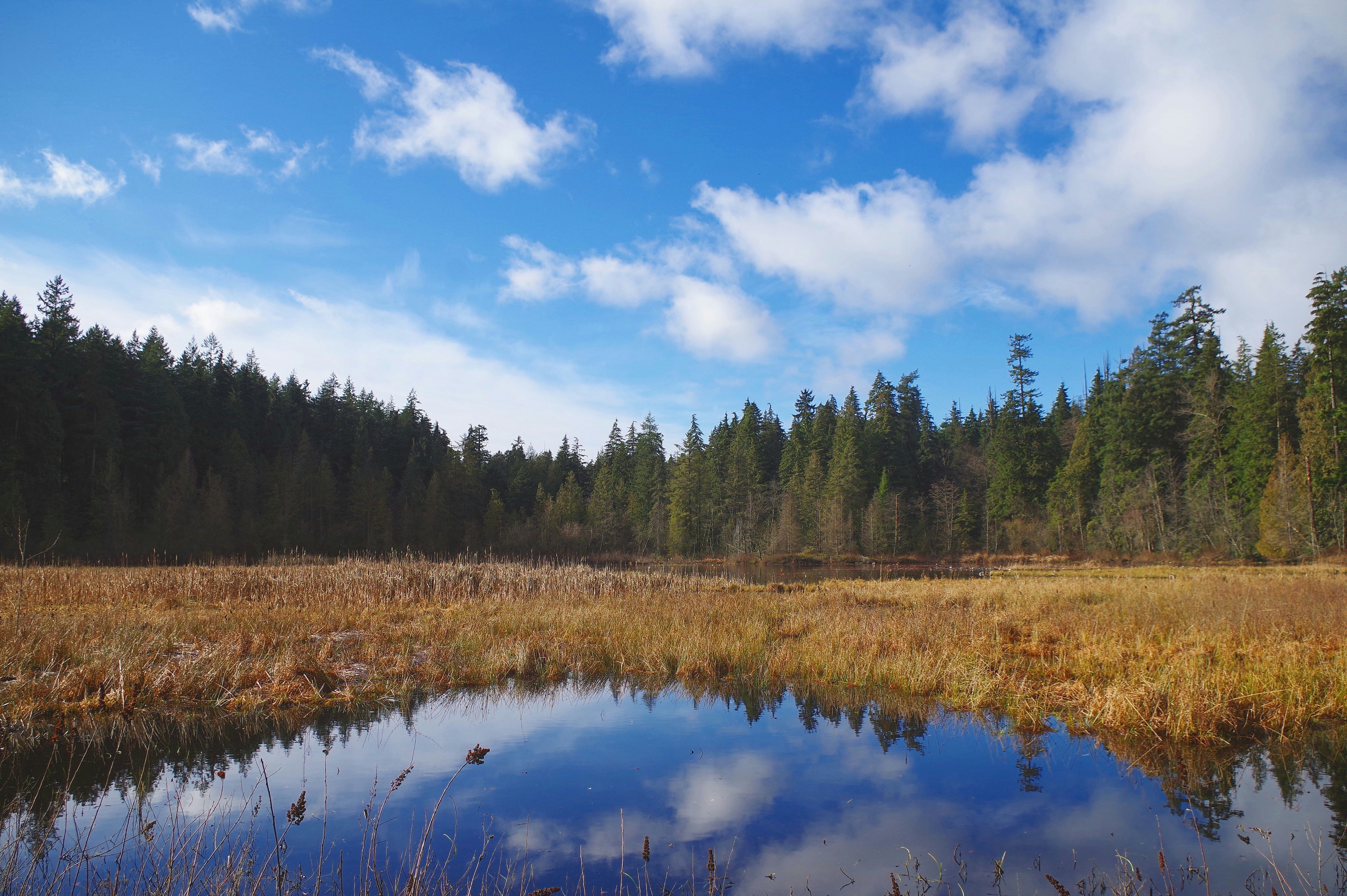 A tranquil marsh bordered by pines, captured in a photograph, with still water mirroring a blue sky and white clouds.