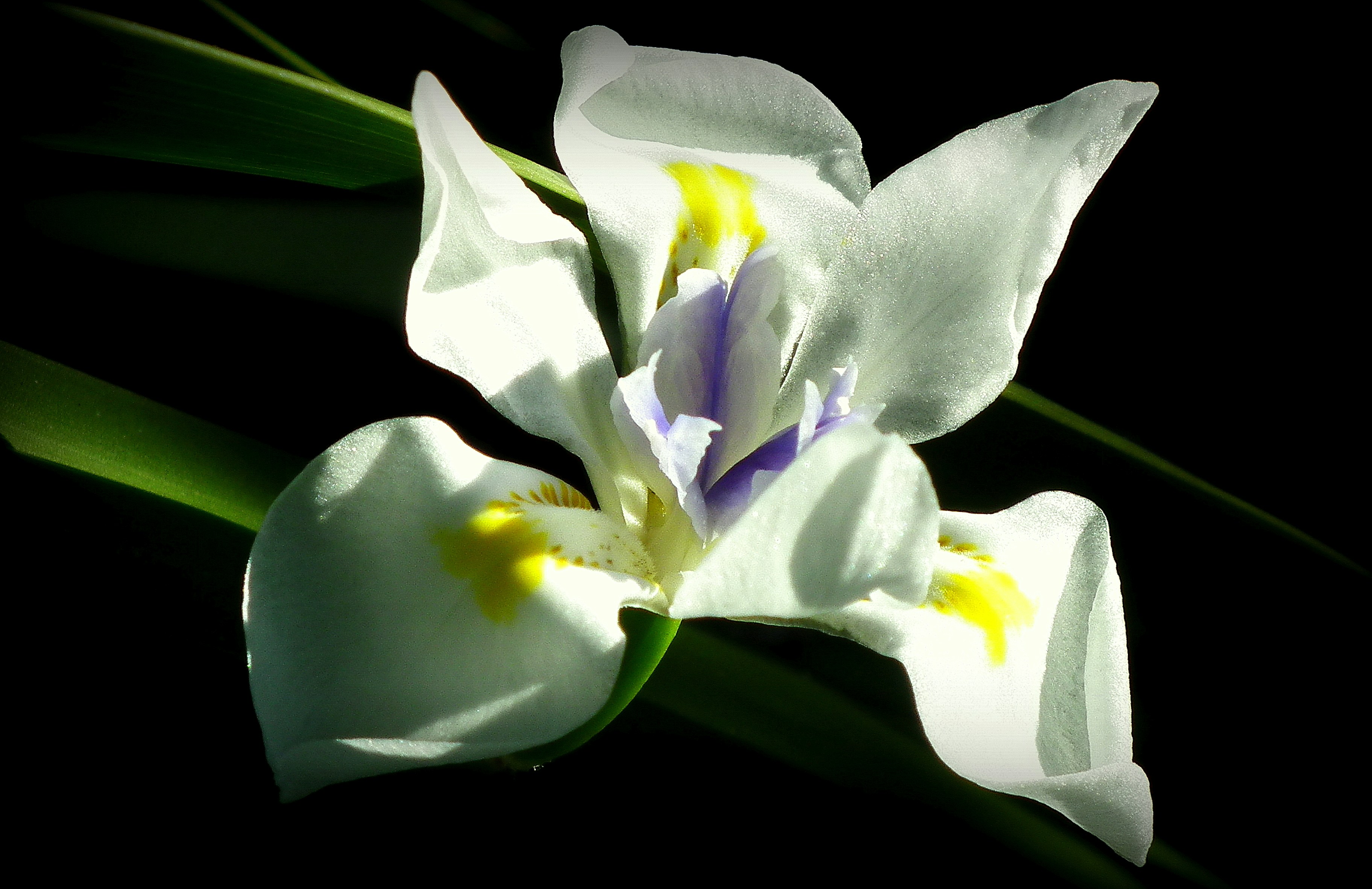 White Dietes flower with yellow and purple accents set against a dark background.