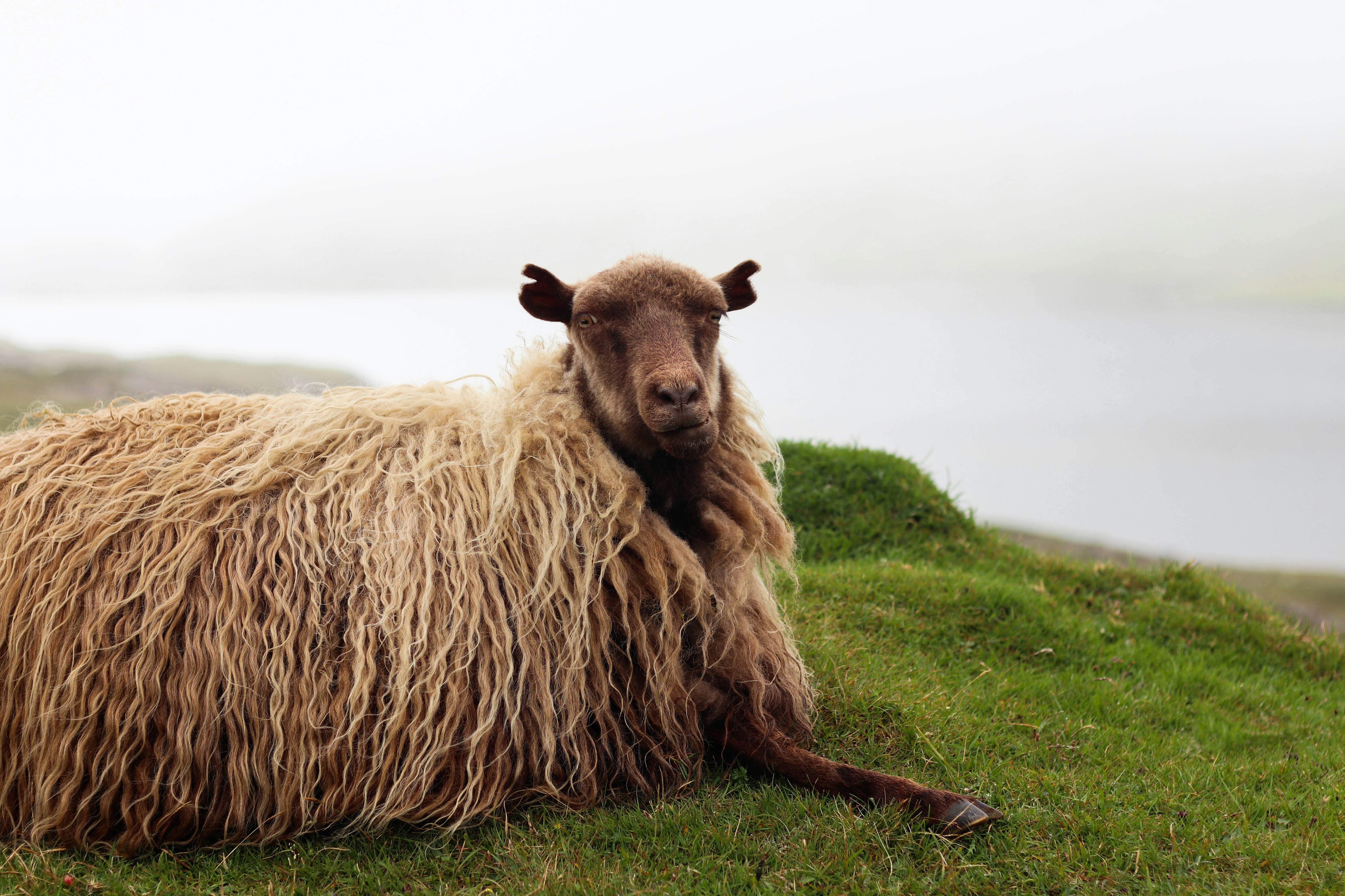 A fluffy sheep rests on lush green grass by a tranquil body of water, enveloped in a soft mist.