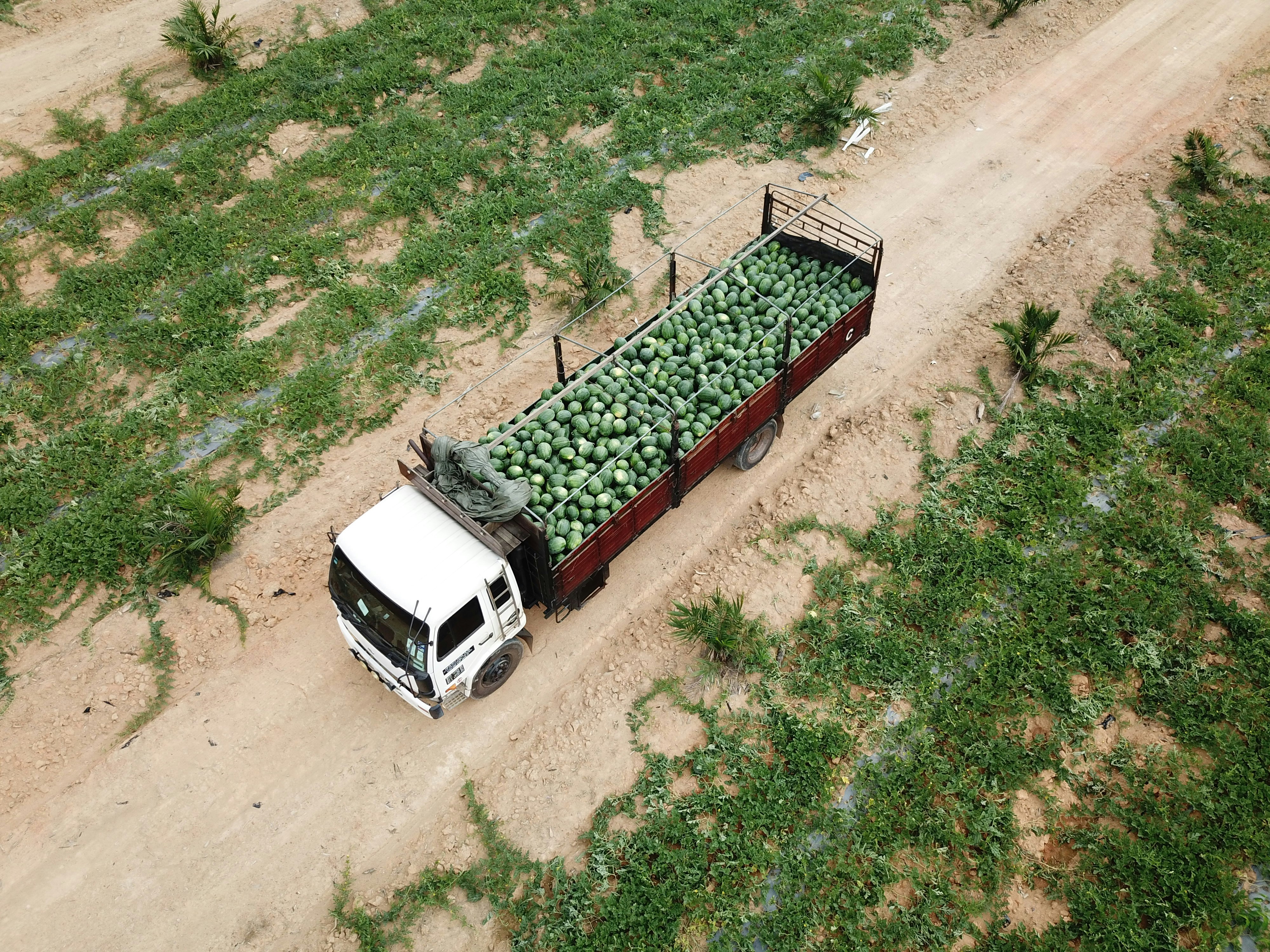 A truck loaded with watermelons navigates a rural dirt road surrounded by lush greenery.