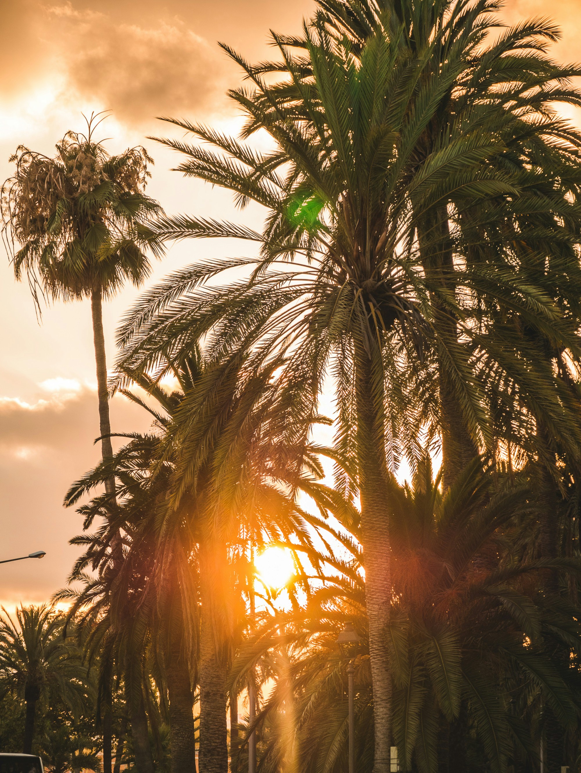 When I was in Palma, Spain on vacation I one evening saw the golden our. I grabbed my camera ran out and started talking lots of pictures! This is the one how turned out best! Hope you guys like it too! 

Alexander Naglestad