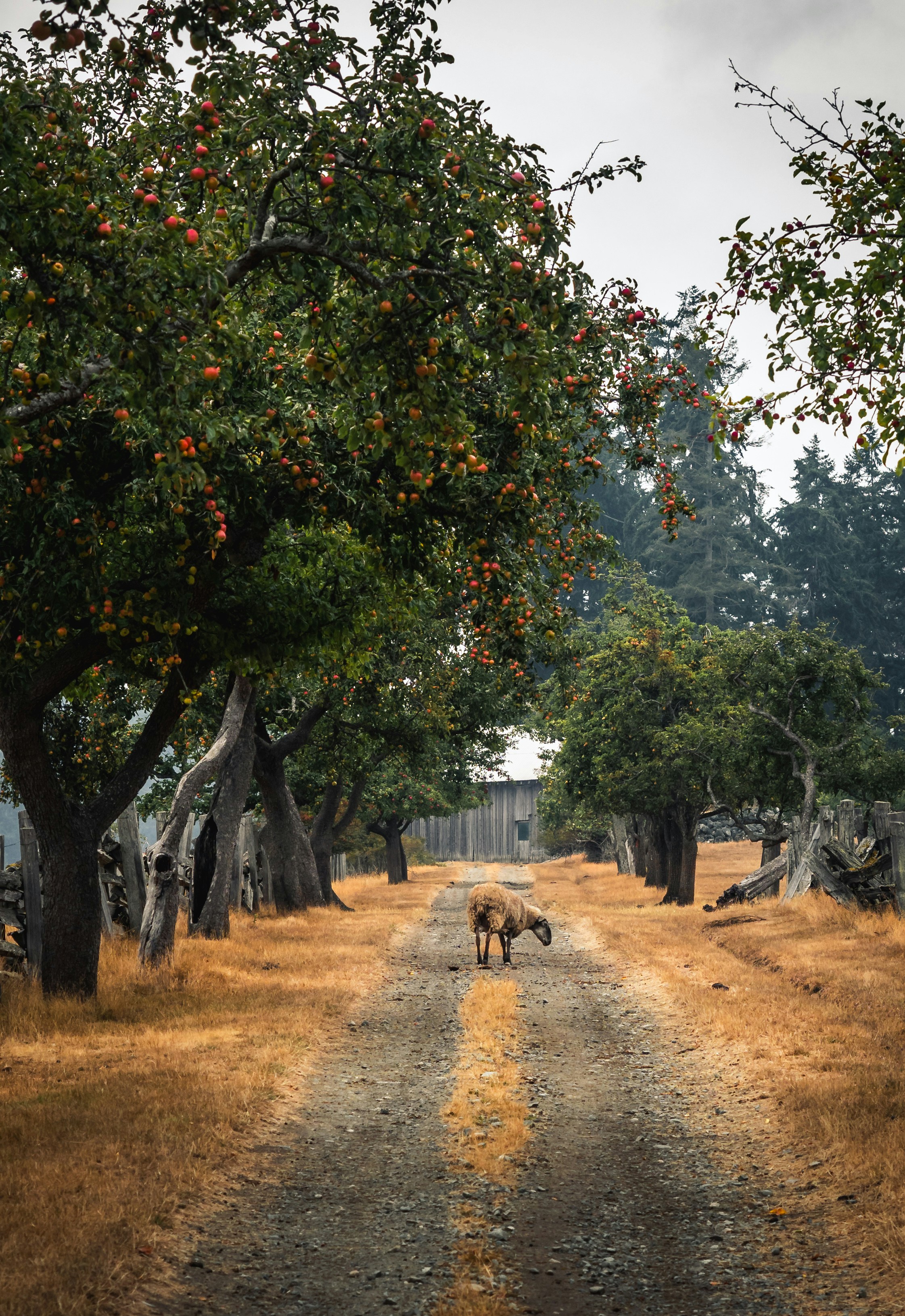 Wandering on Salt Spring Islands you can find some farms and it seems it brings you back in time.