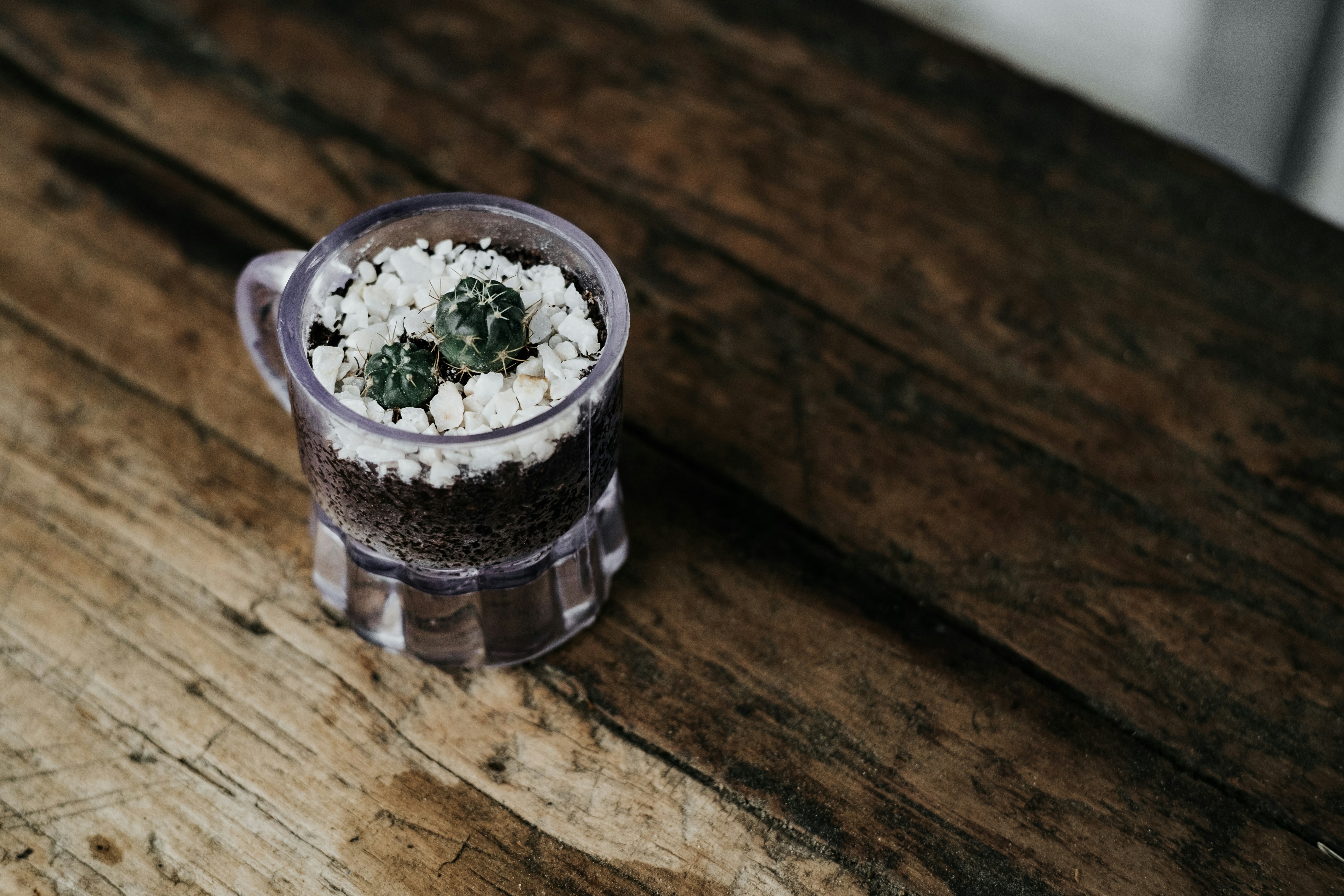Succulent plants nestled in a clear cup filled with soil and decorative stones, resting on a rustic wooden surface.